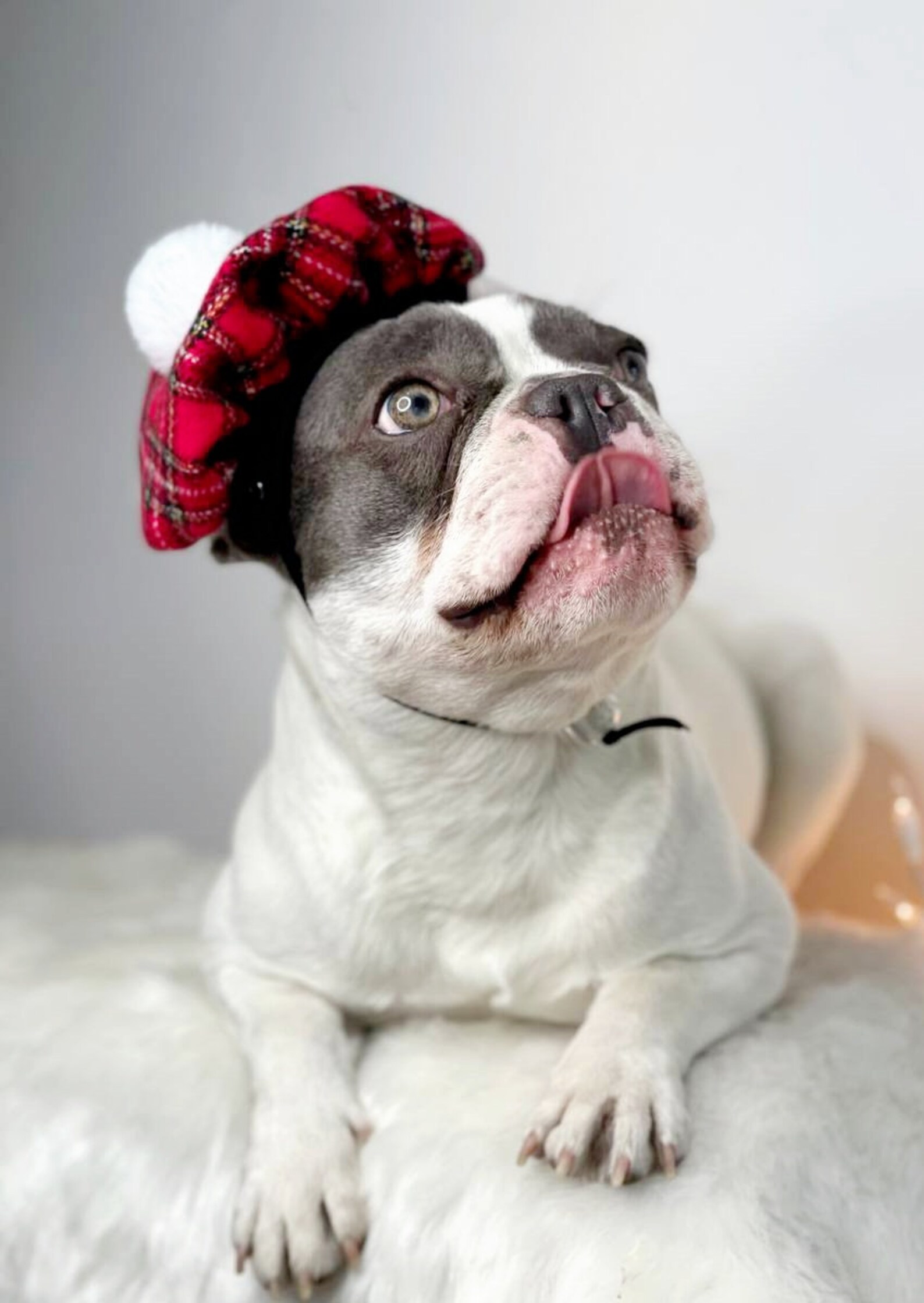 Beret Hat Red Color for Dog or Cat /small Animal Beret /dog | Etsy