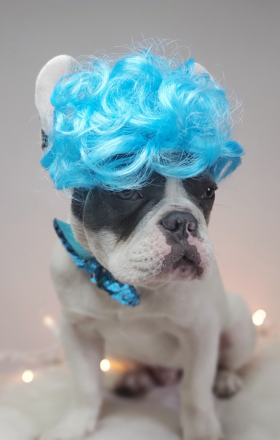 Blue Color Wig /pet Wig for Dog or Cat /halloween Pet Wig - Etsy