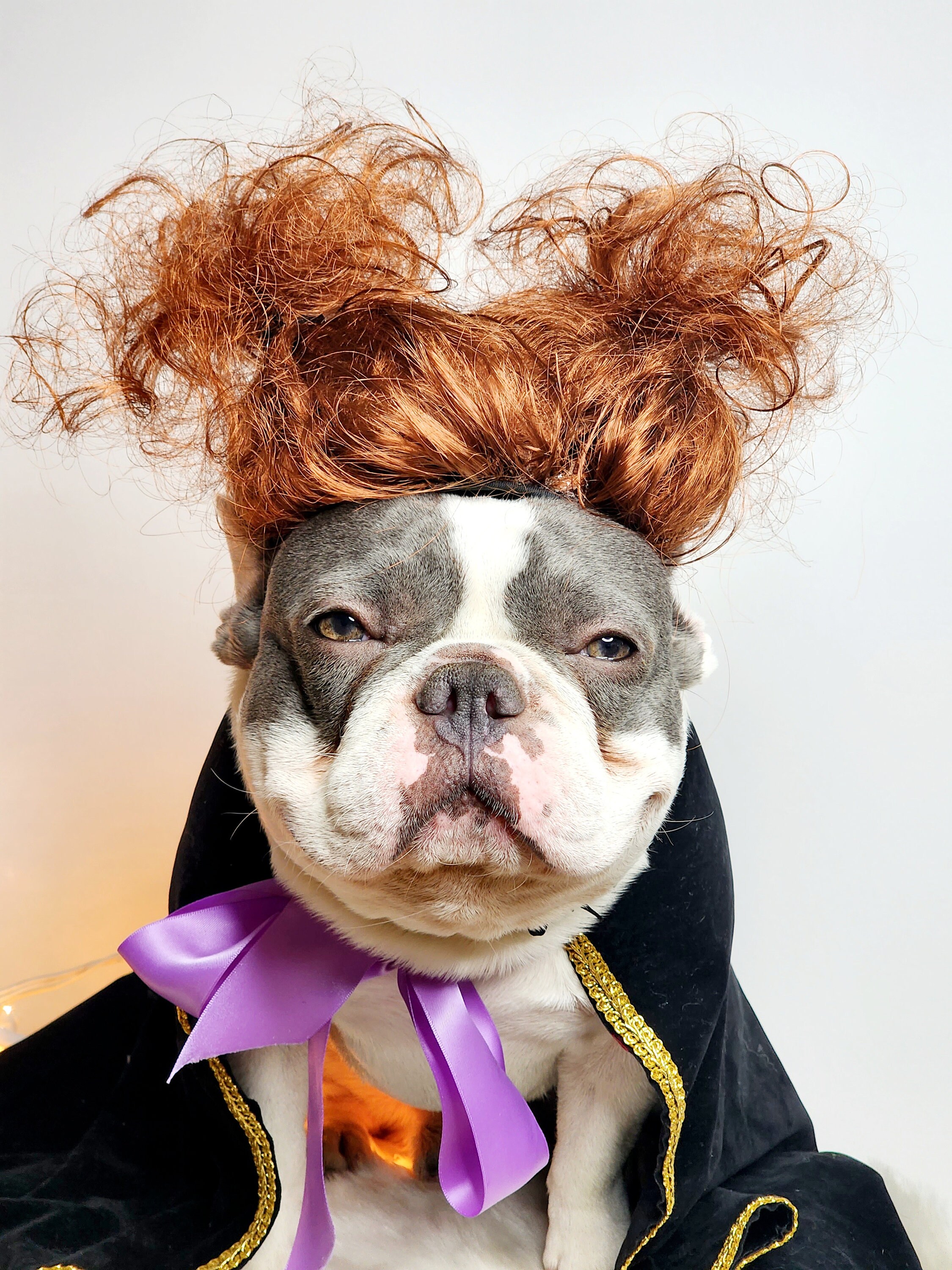 Boston Terrier In Wig