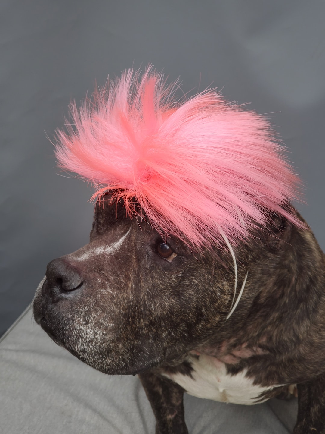 Hot Pink Mohawk Wig for Large Dogs: Adjustable Halloween Costume - Etsy