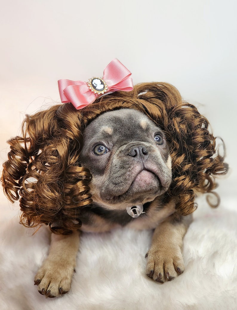 Marie Antoinette Pet Wig, Brown Curly Dog Wig, Halloween Costume - Etsy