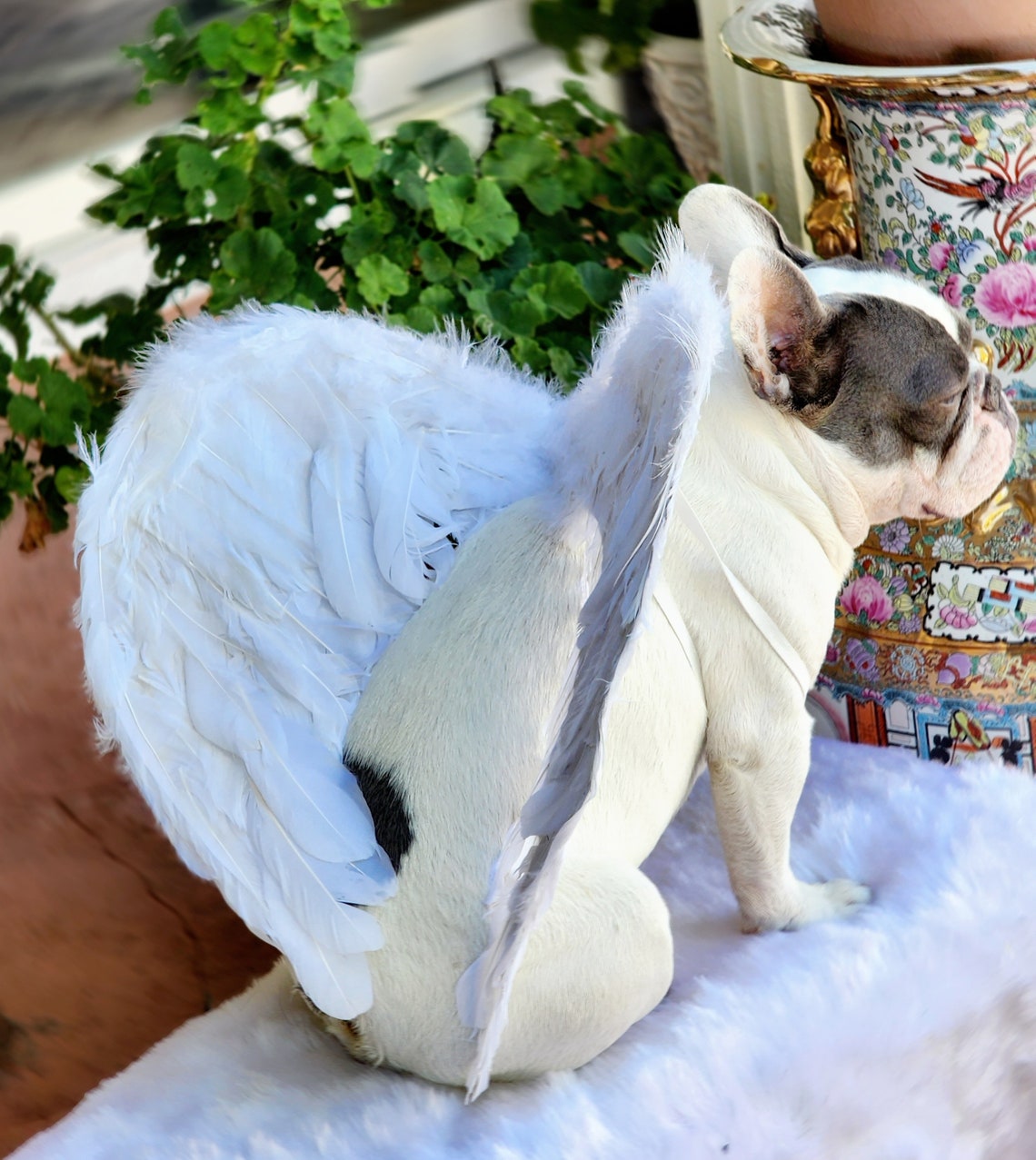 Halloween Angel Wings for Dogs White Color /dog Costume - Etsy