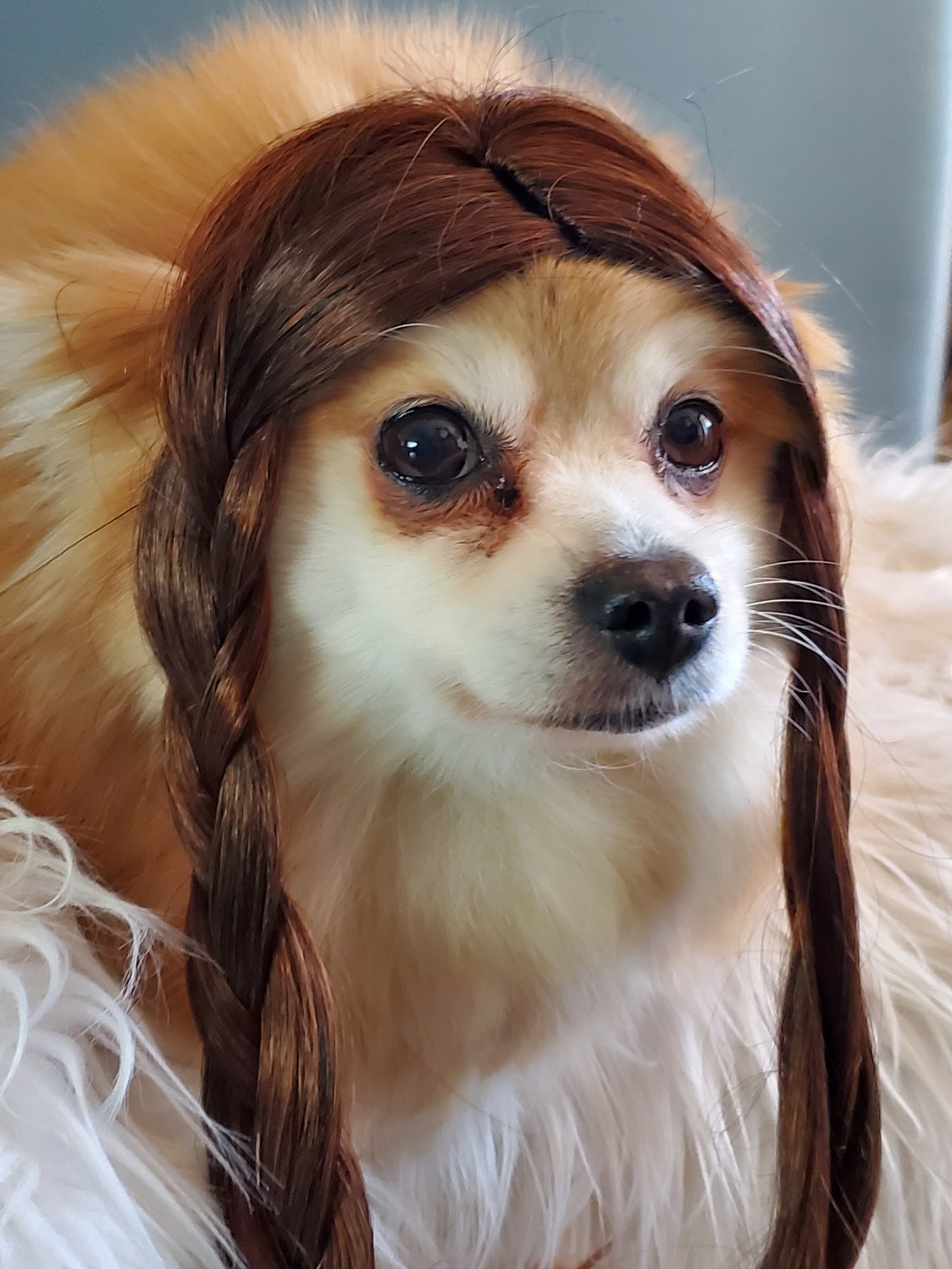 Cute pet braided wig for dog or cat/Halloween pet wig | Etsy