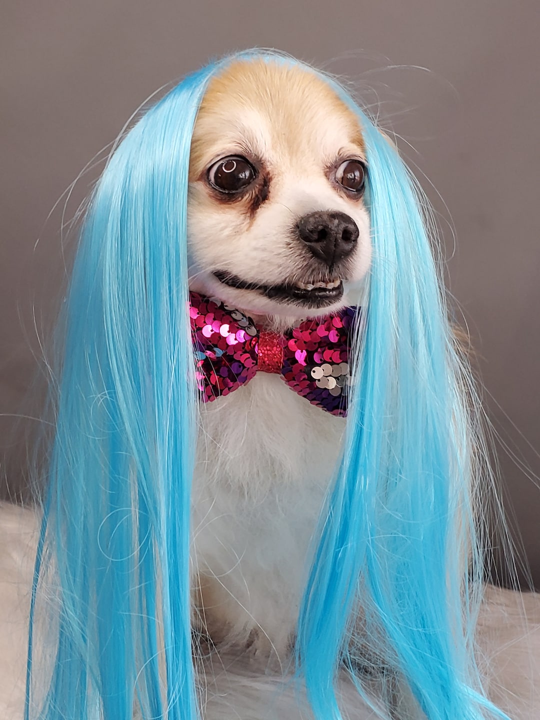 Blue Pet Wig, Long Hair Costume for Dog or Cat - Etsy