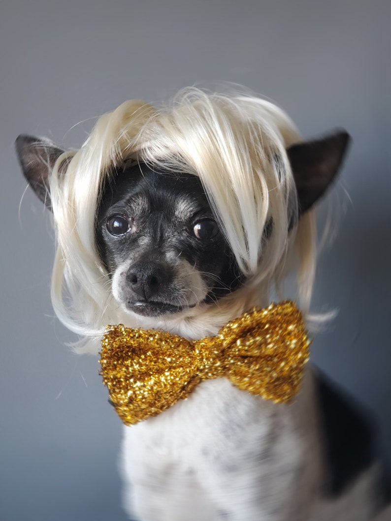 Blond Color Wig for Dog or Cat /halloween Pet Wig /pet Costumes ...