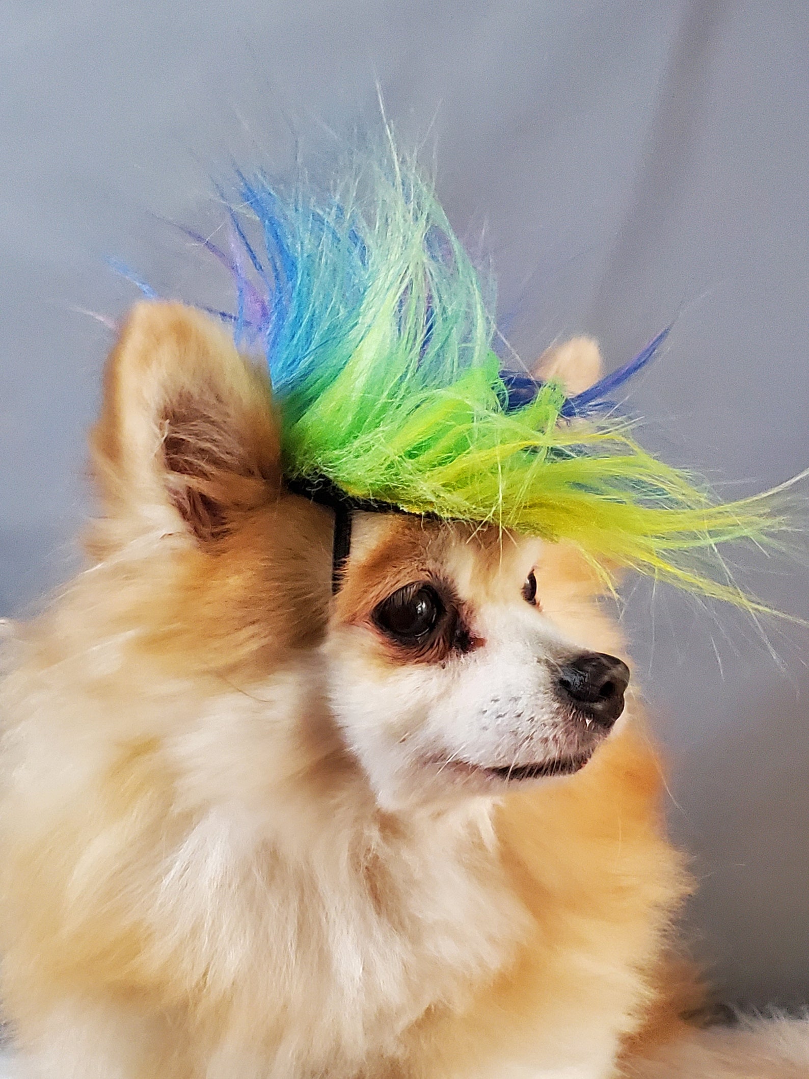 Mohawk for your pet / Halloween dog costume /Cat Mohawk / | Etsy