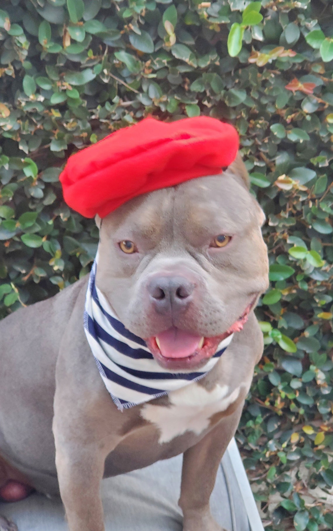 Set for Dog Beret Hat Red Color With Bandana Scarf for Large - Etsy