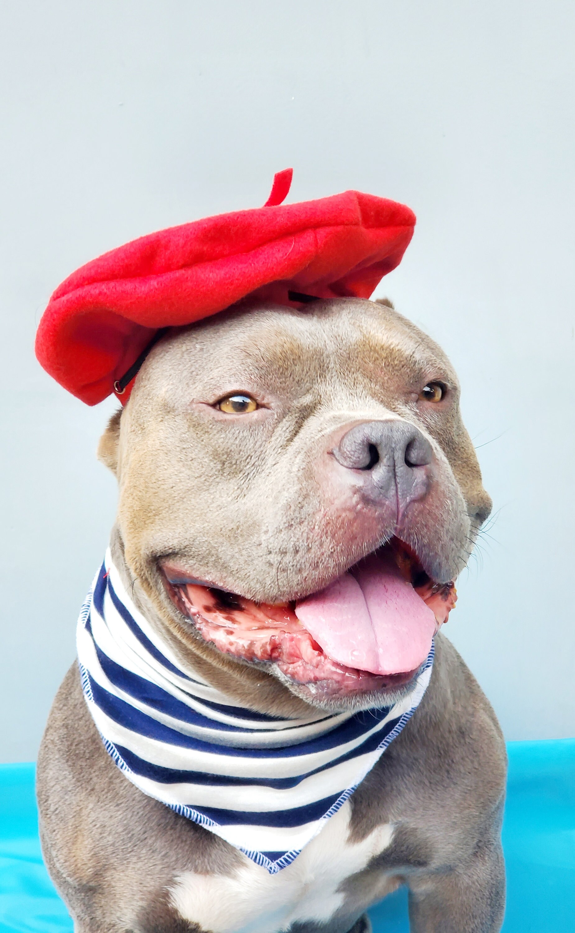 Beret Hat Red Color for Large Dog Hat for Large Pet /halloween Dog ...