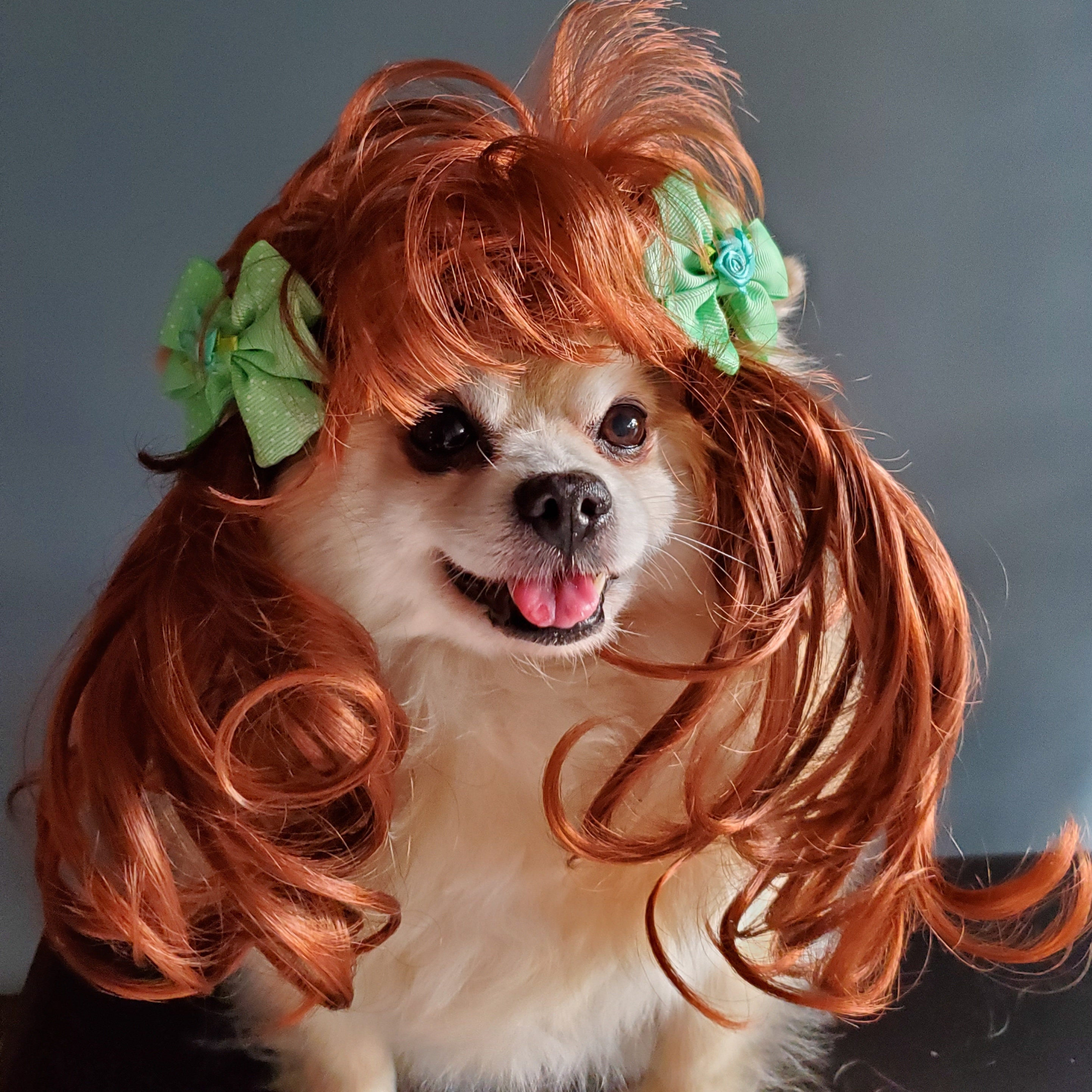 Pet Wig for Dog or Cat With Cute Bow Green Color | Etsy