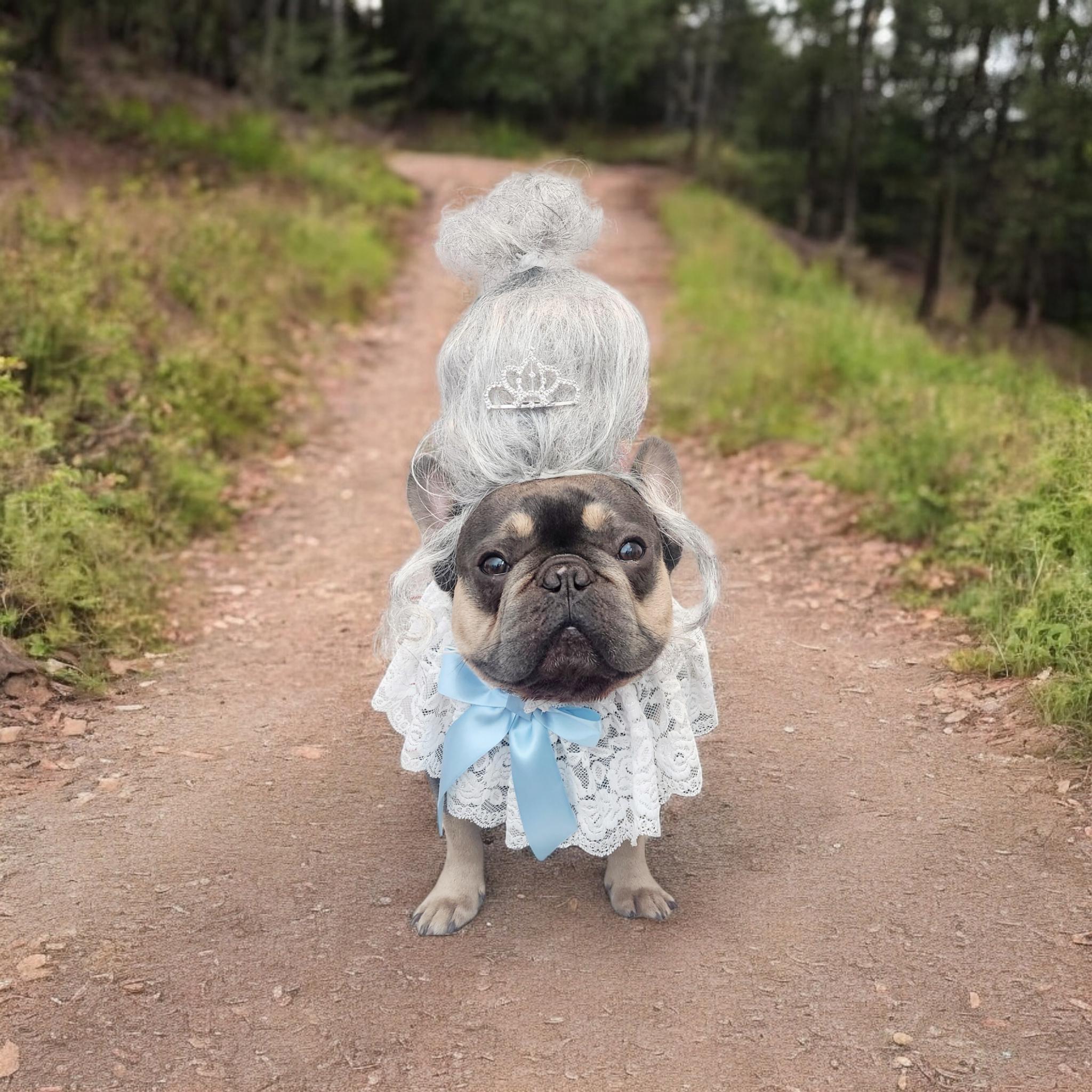 Queen Charlotte Pet Wig, Grey Marie Antoinette Dog/cat Costume - Etsy
