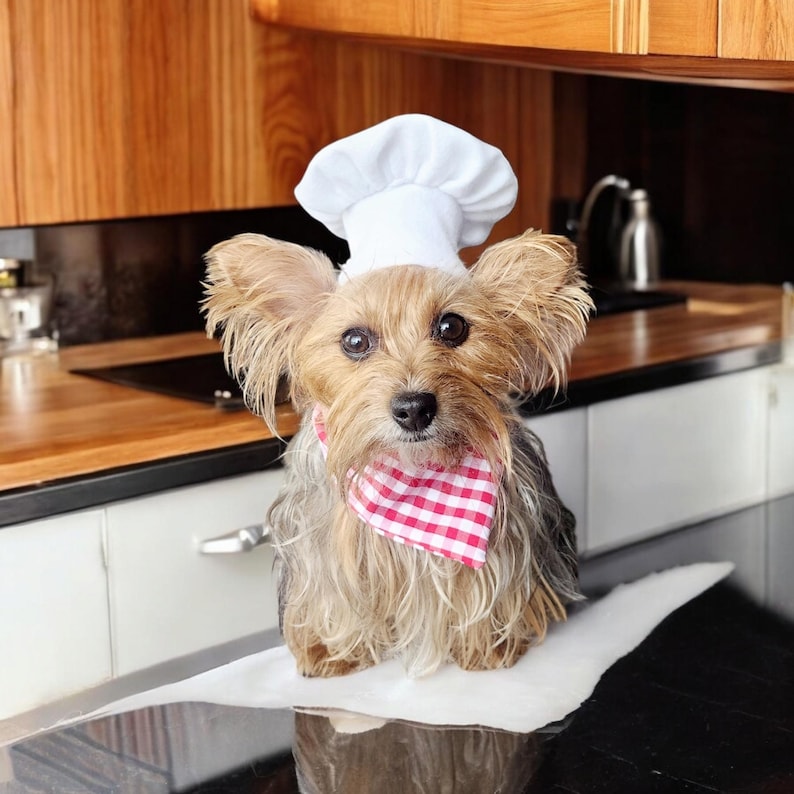 Pet Chef Hat – Dog or Cat Costume - Etsy