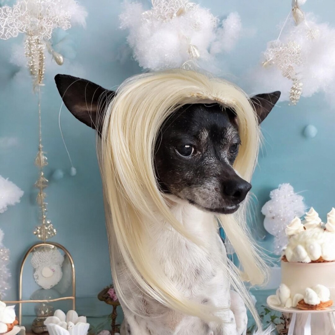Wig for Small Dog /pet Wig Blond Color for Dog or Cat / Halloween ...