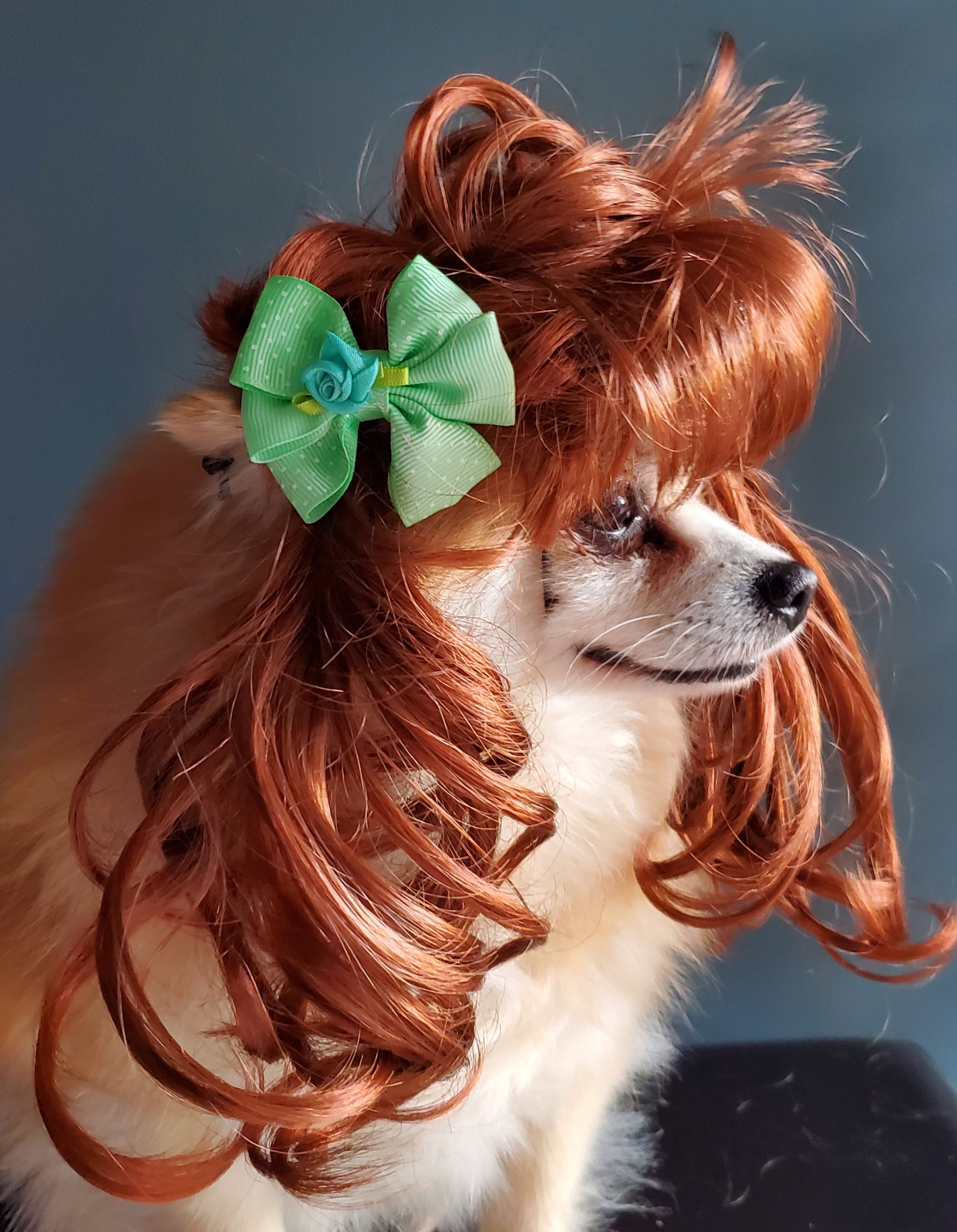 Pet Wig for Dog or Cat With Cute Bow Green Color | Etsy