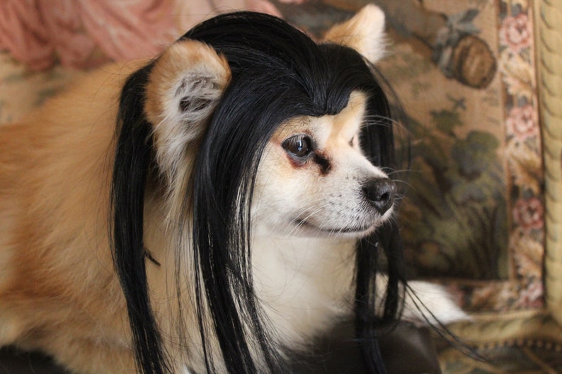 Pet wig black color for dog or cat/Halloween dog wig | Etsy