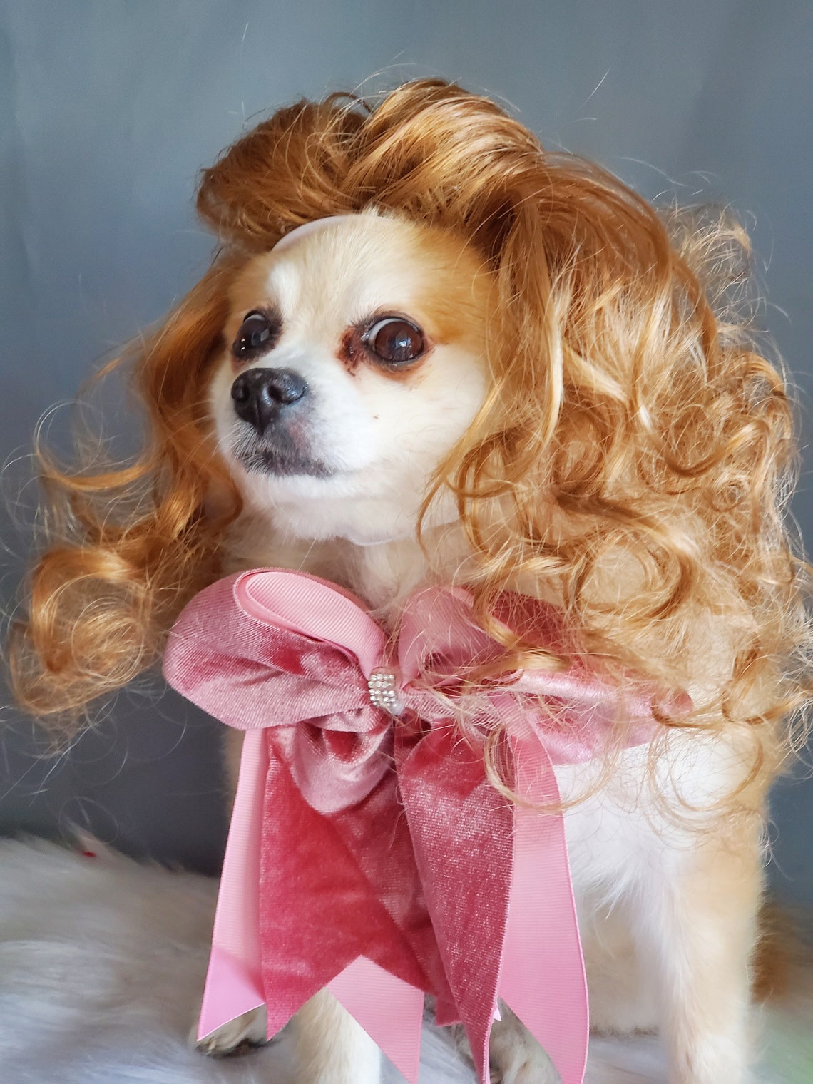 Curly Pet Wig, Dog or Cat Costume - Etsy