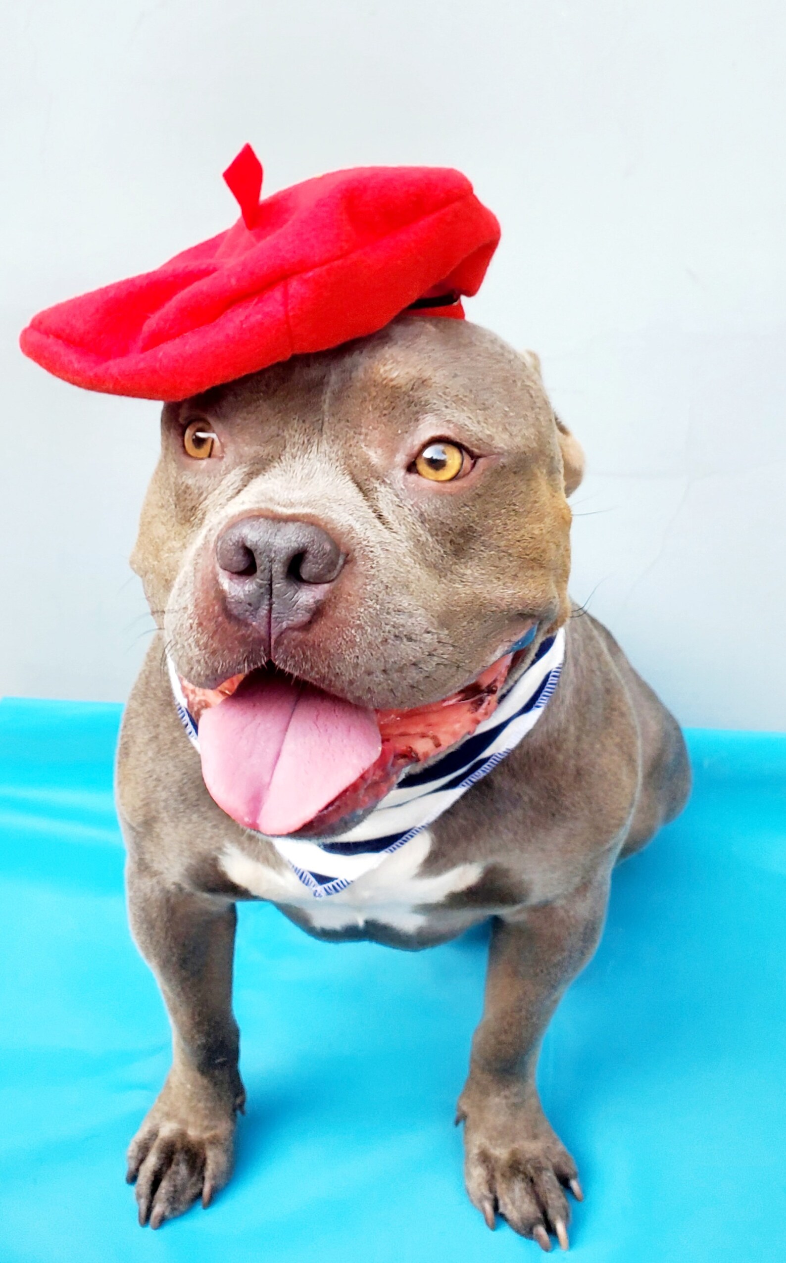 Beret Hat Red Color for Large Dog Hat for Large Pet /halloween Dog ...