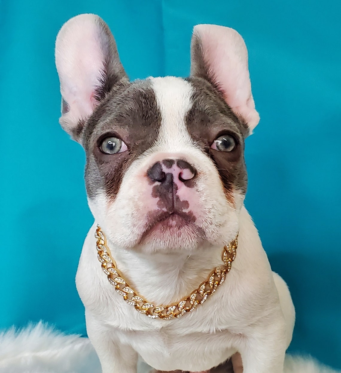 Cuban Link /supper Cute Dog Neck Chain Gold Color/ Jewelry for - Etsy