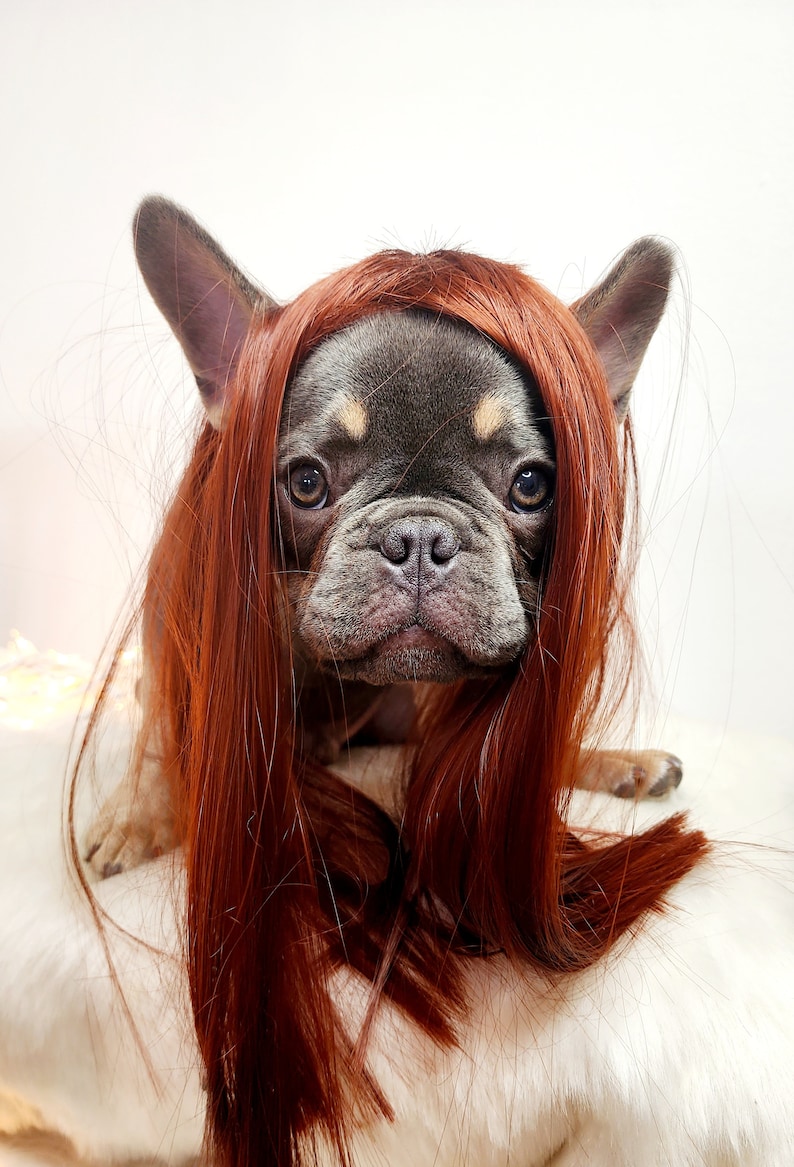 Pet Wig for Dog or Cat, Elegant Puppy Costume - Etsy