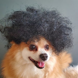Black Afro Pet Wig: Halloween Dog/cat Costume - Etsy