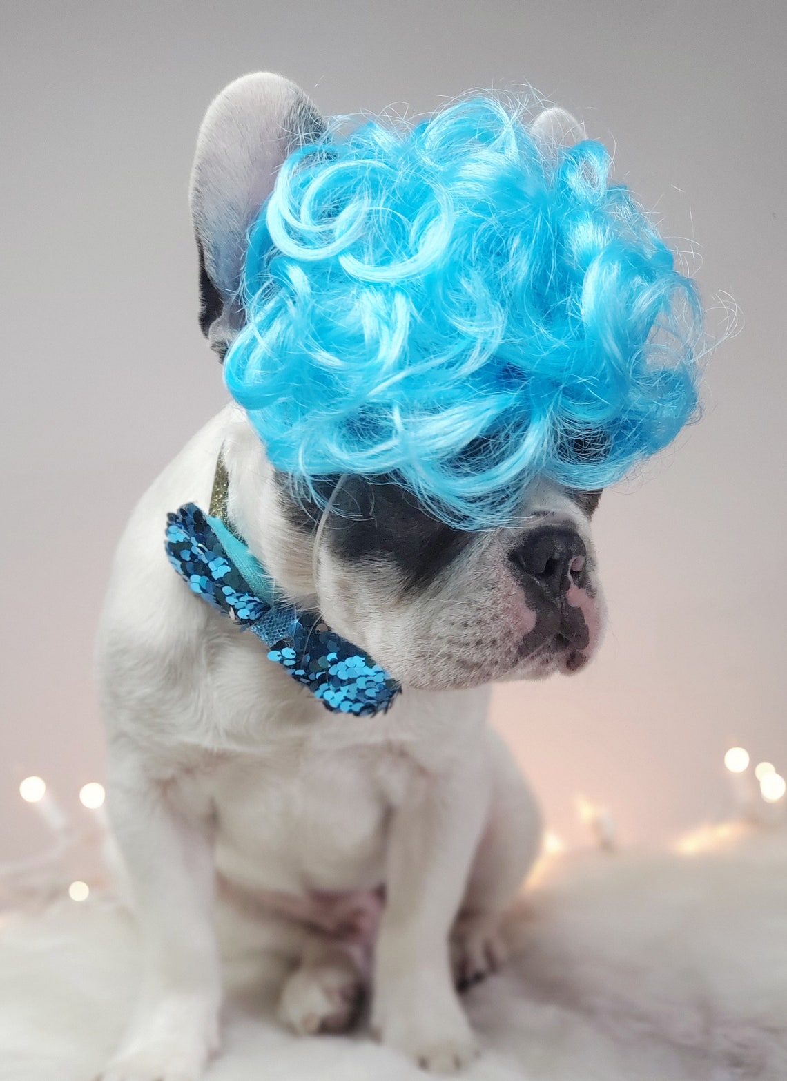 Blue Color Wig /pet Wig for Dog or Cat /halloween Pet Wig - Etsy