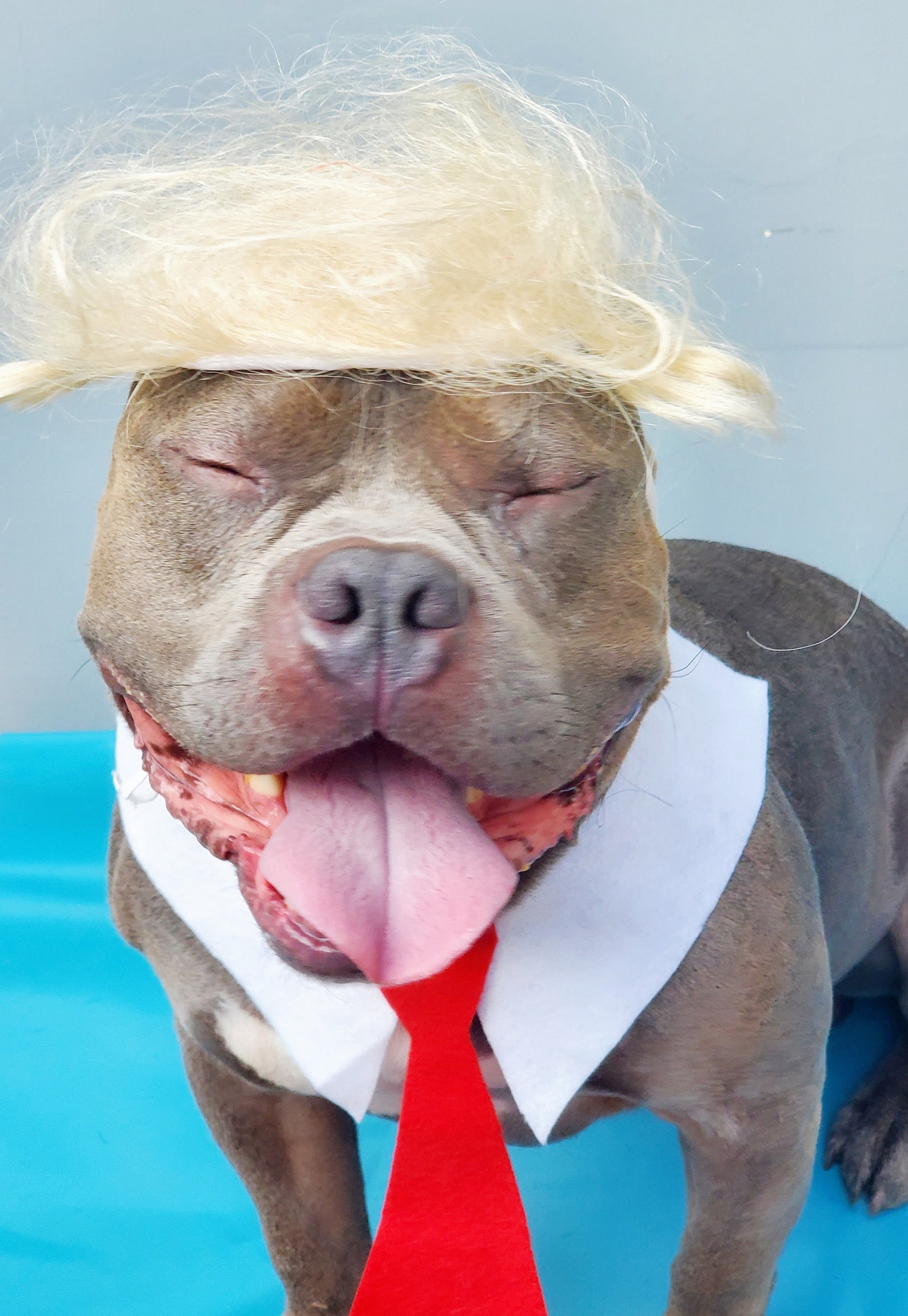 Donald Trump Pet Set Wig and Red Color Neck Tie for Dog or Large ...