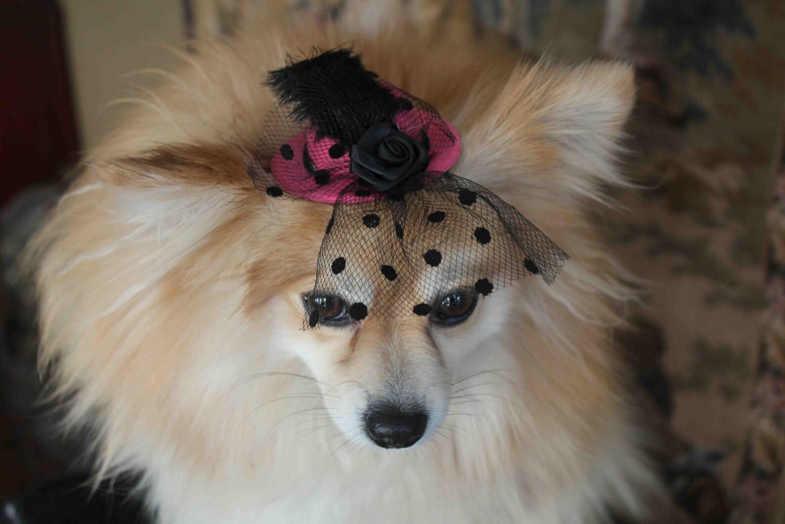 Cute Hot Pink Color Mini Hat With Feather and Flowers for Dog - Etsy