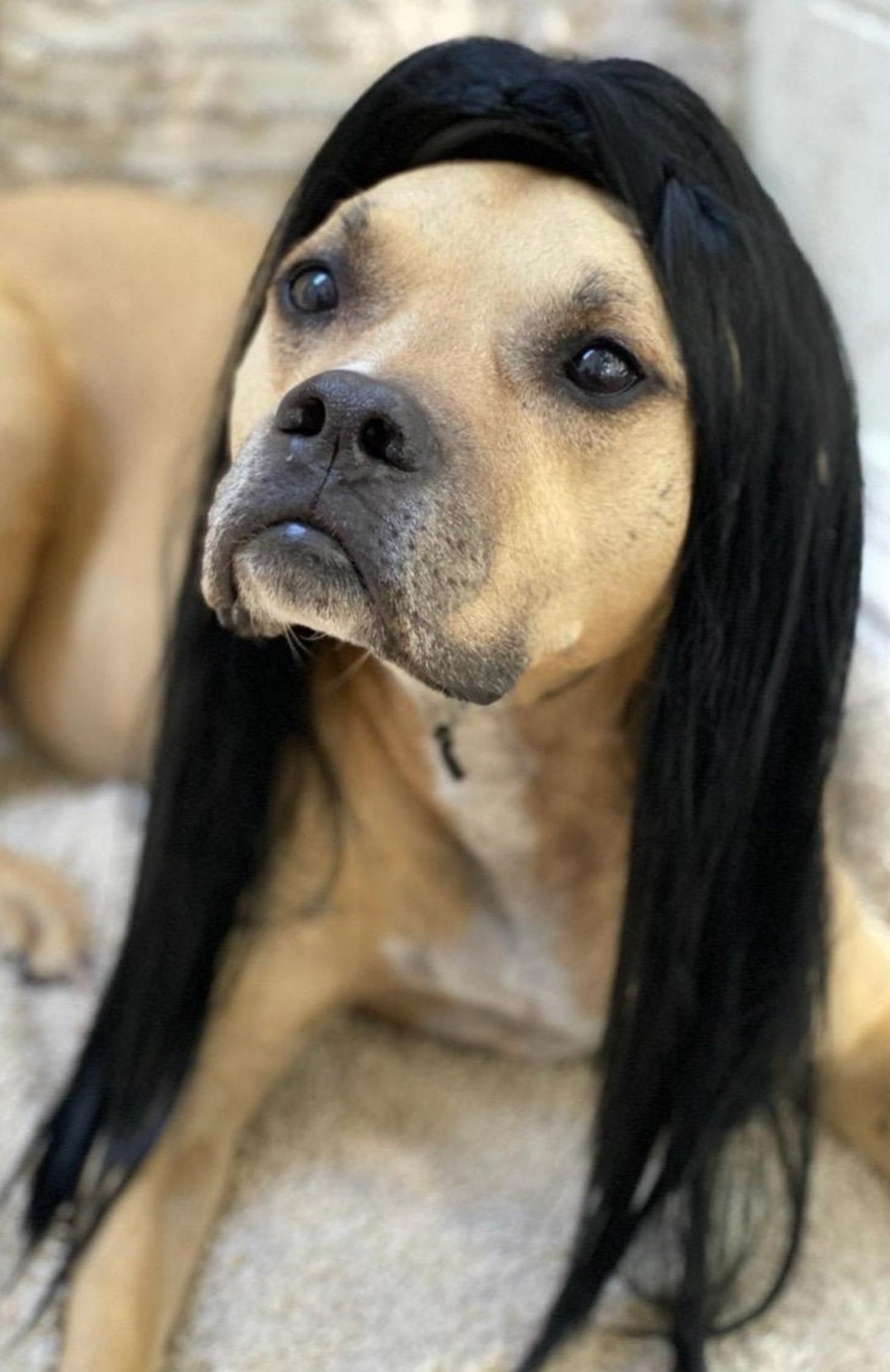 Large Size Black Color Wig for Large Dog/dog Costume/dogs Halloween ...
