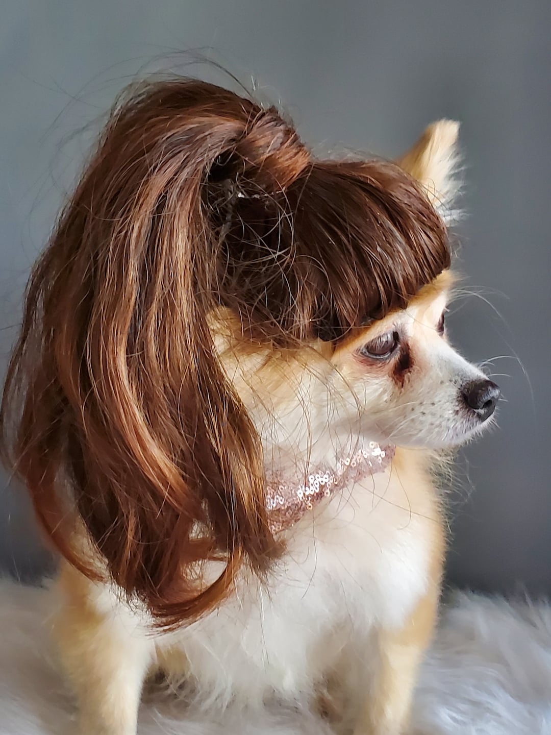 Pet Wig Brown Color for Dog or Cat / Pony Tail Wig / Halloween Dog Wig ...