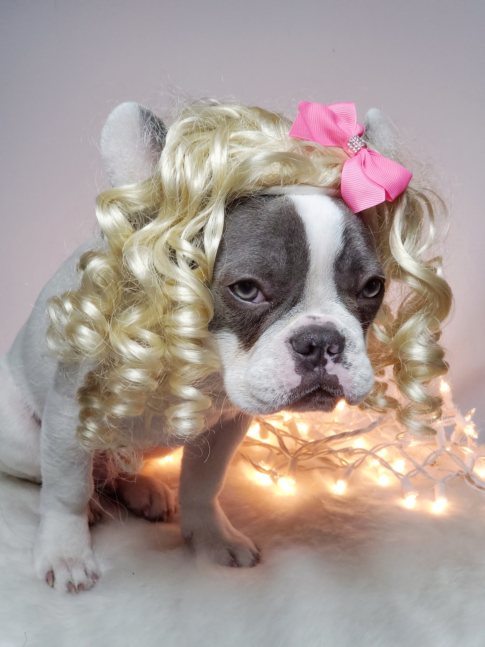 Cute Pet Wig /wig for Dog or Cat / Halloween Dog Wig / Costume - Etsy