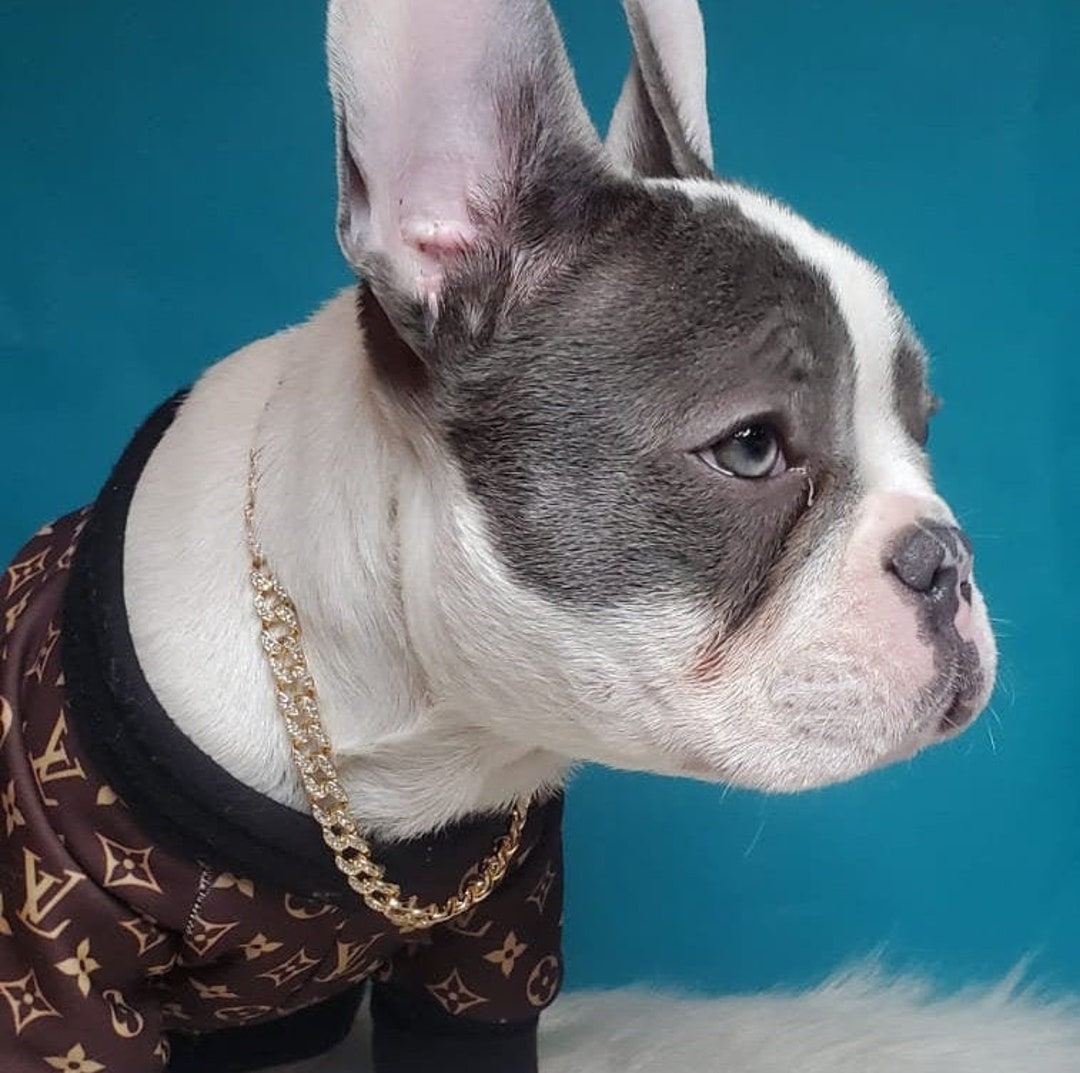 Supper Cute Dog Neck Chain Gold Color/ Jewelry for Pet /jewelry Collar ...