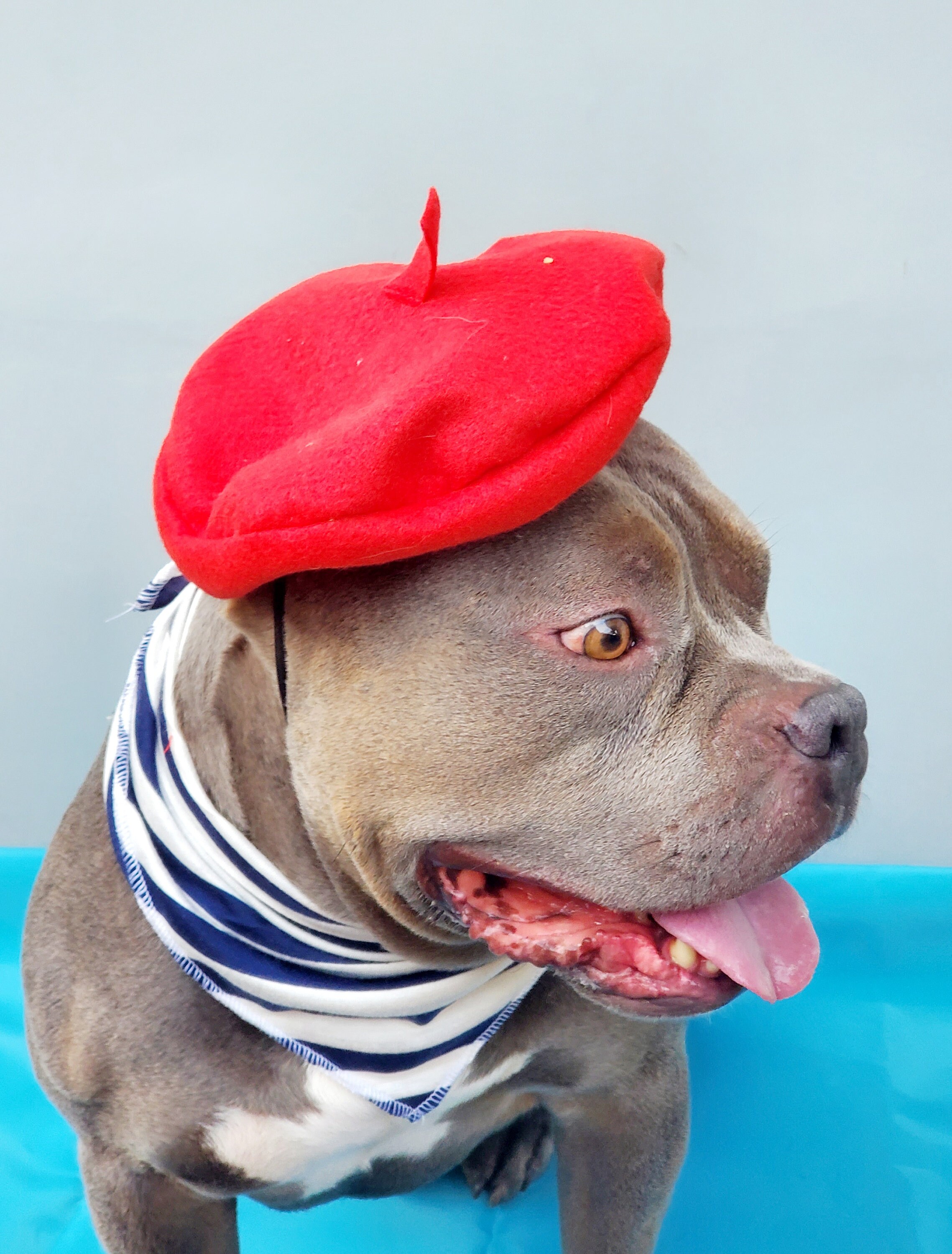 Beret Hat Red Color for Large Dog Hat for Large Pet /halloween Dog ...