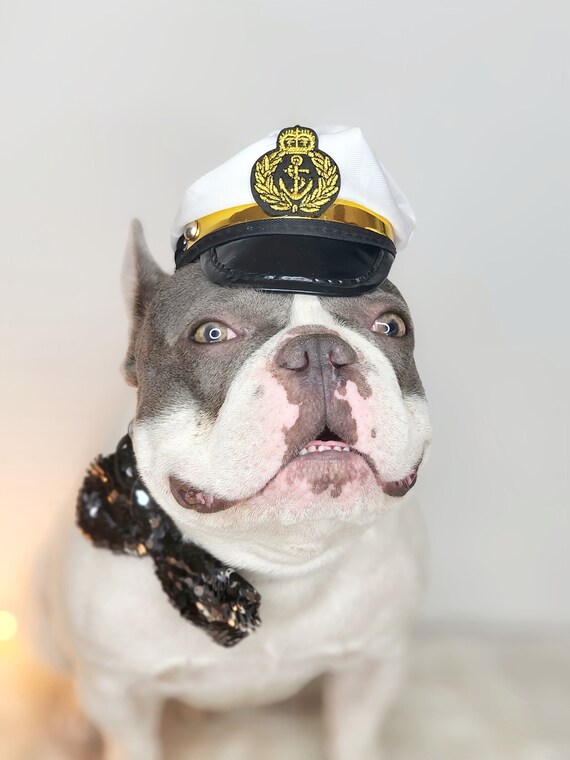 Captain Hat for Dog or Cat Small Animal Doll /halloween Pet - Etsy