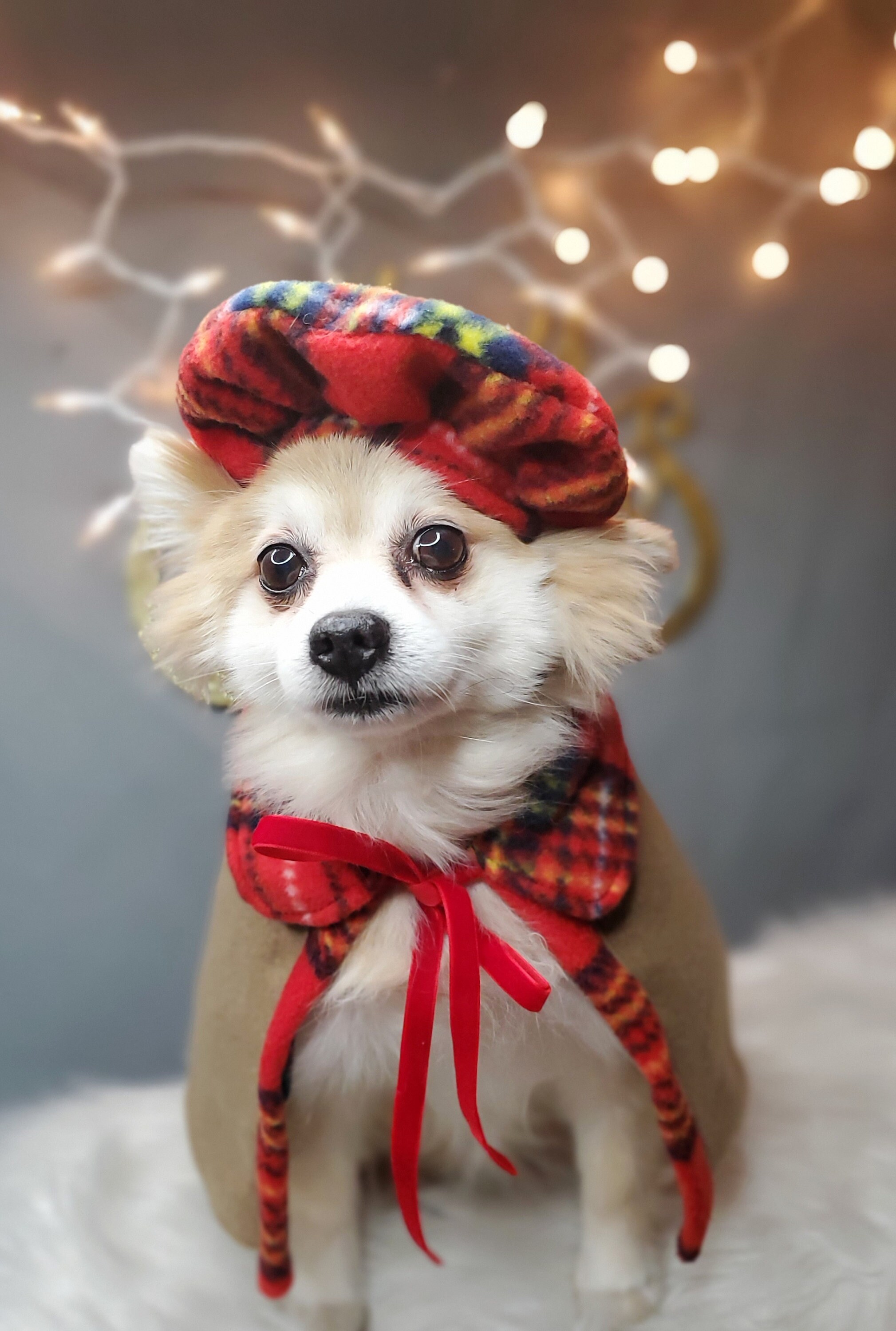Set 2 piece Beret and Cape cover for dog cat or small animal | Etsy
