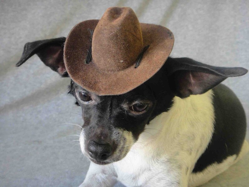 Indiana Jones hat for dog or cat brown color | Etsy