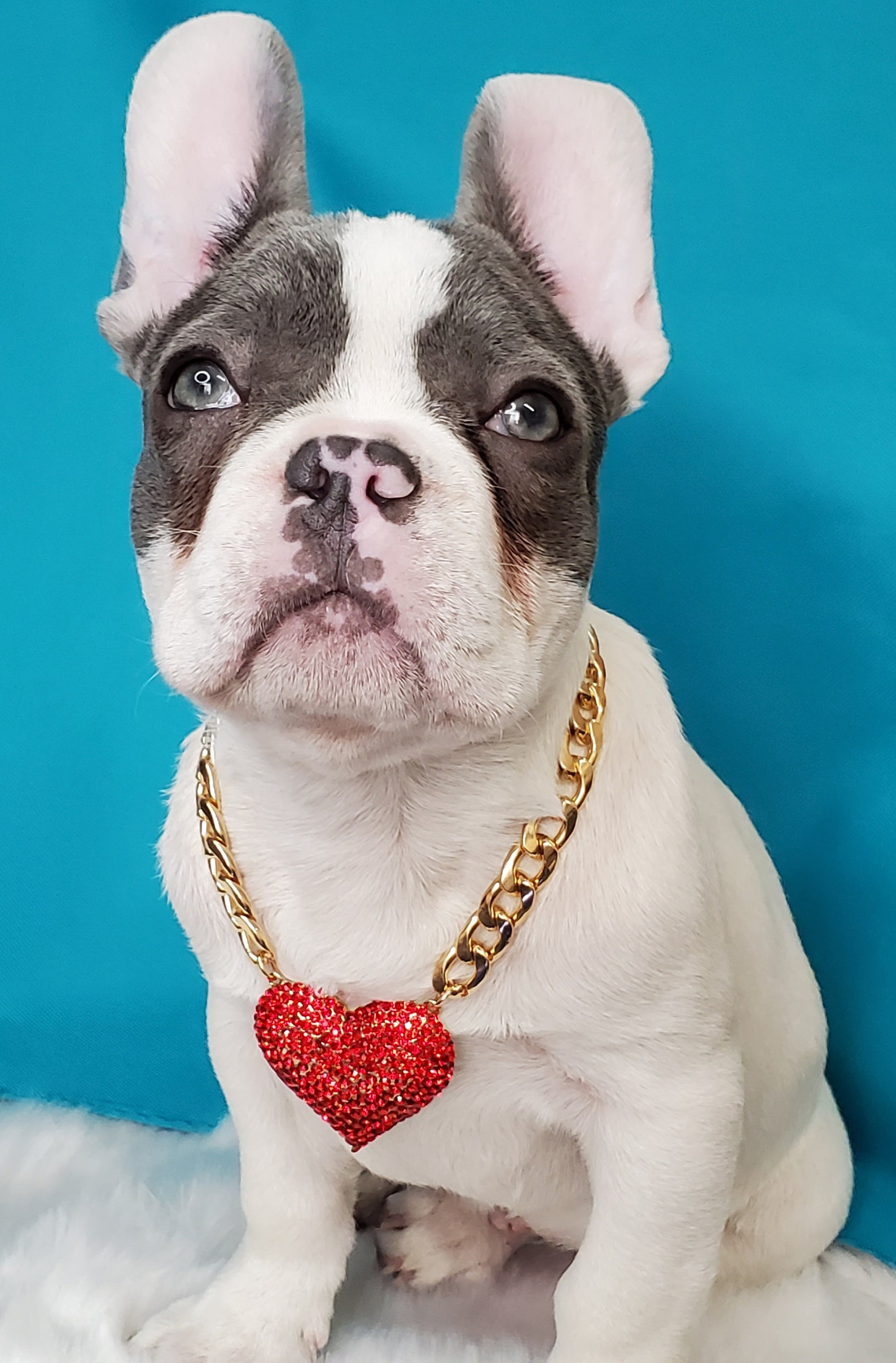 Supper Cute Dog Neck Chain Gold Color With Red Heart/ Frenchie - Etsy
