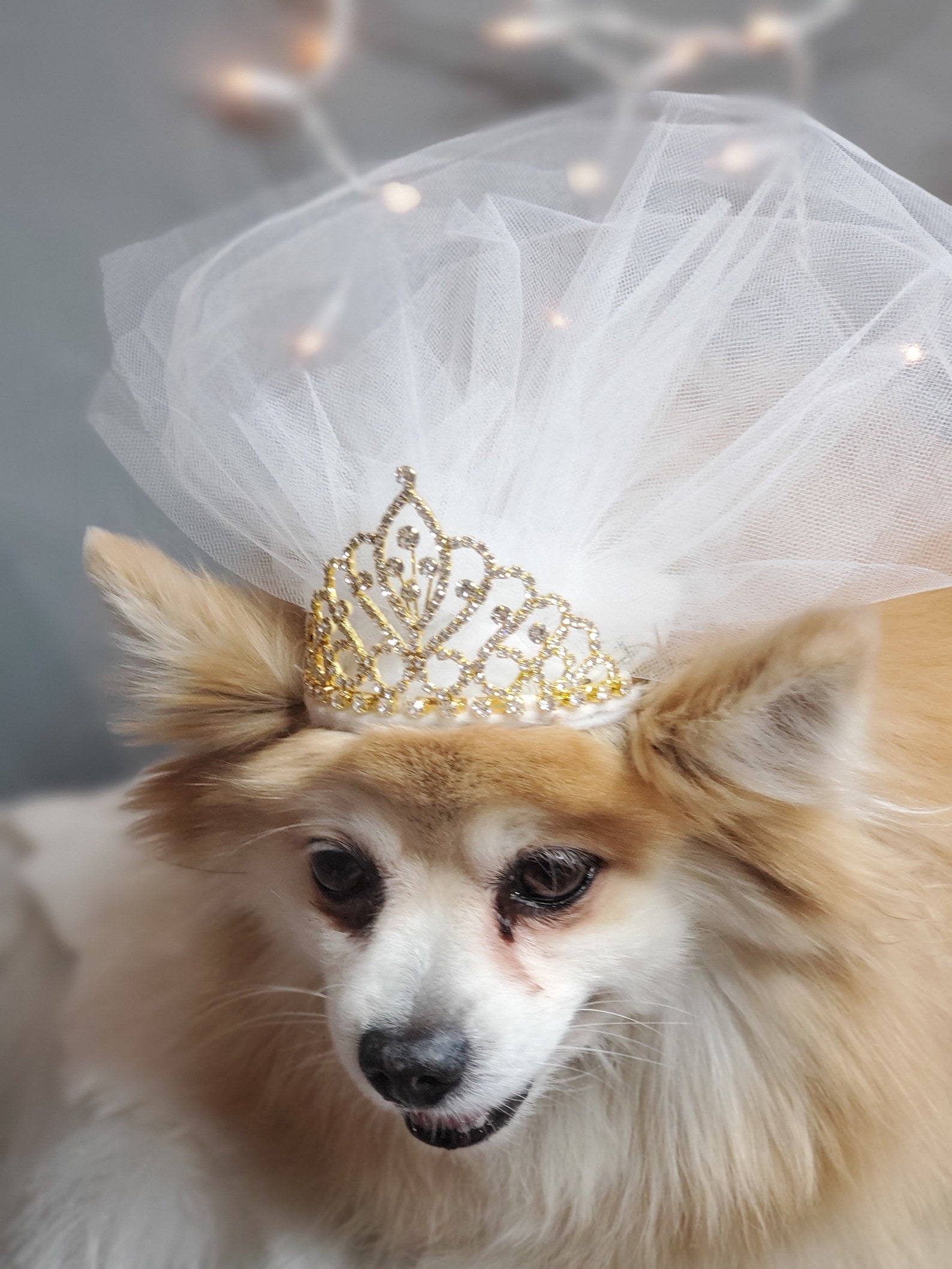Small Pet Veil /veil for Pet/ Cute Bridal Veil With White Gold - Etsy