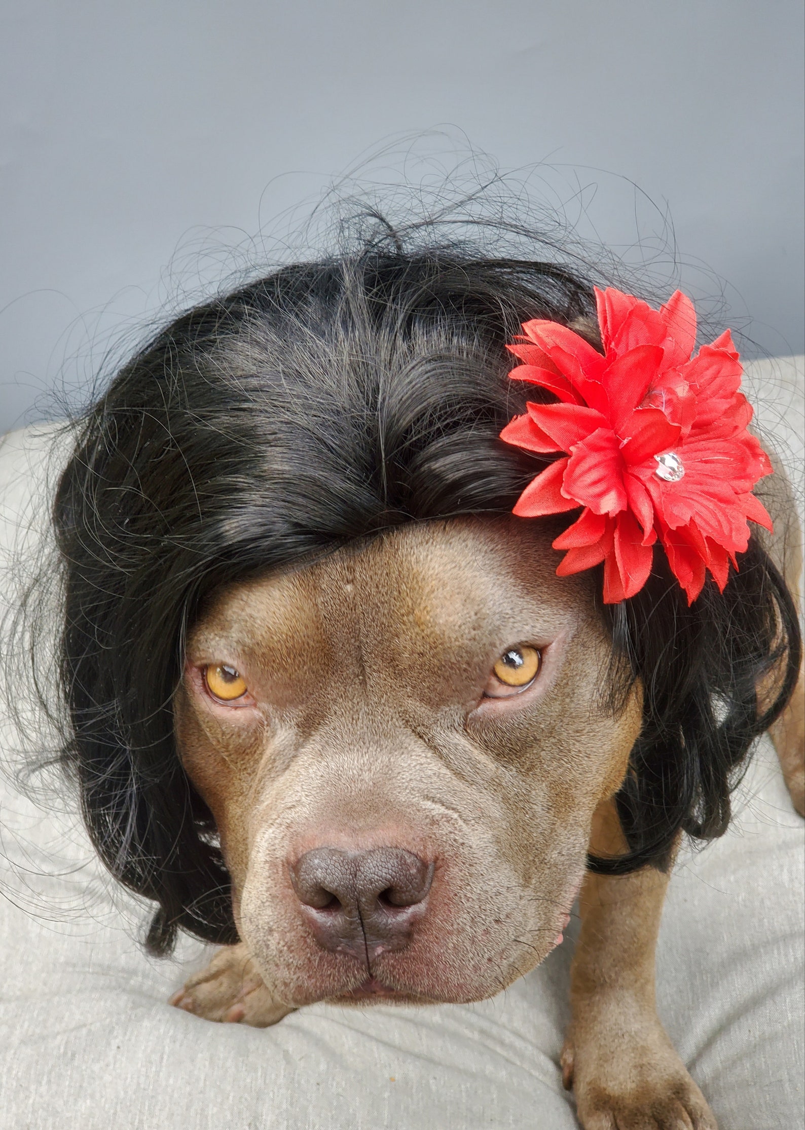 Large Size Black Color Wig for Dog /halloween Costume Wig for - Etsy