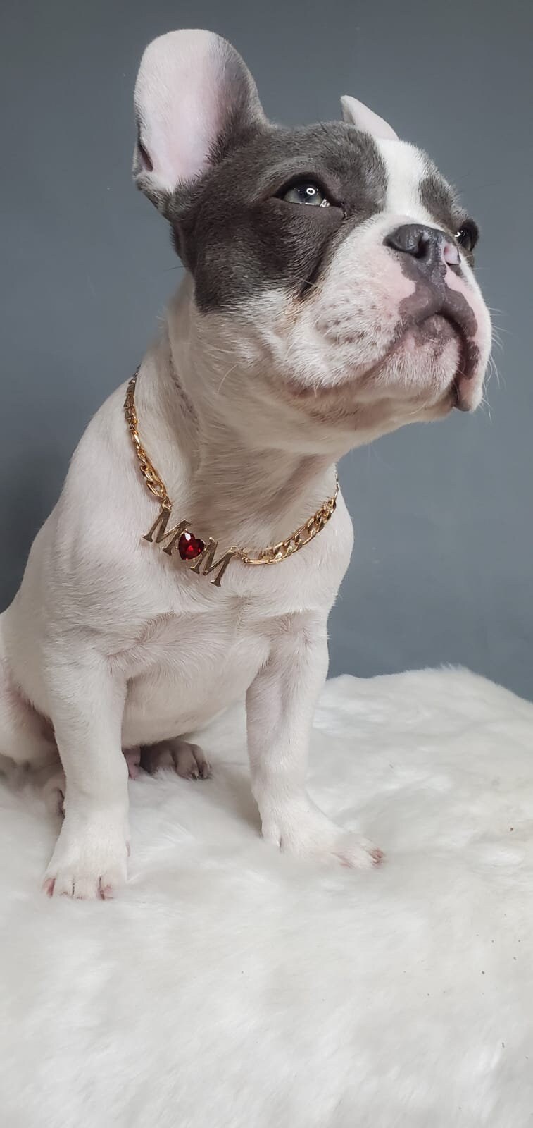 Gold Color Pet Neck Chain, Jewelry Collar for Frenchie - Etsy