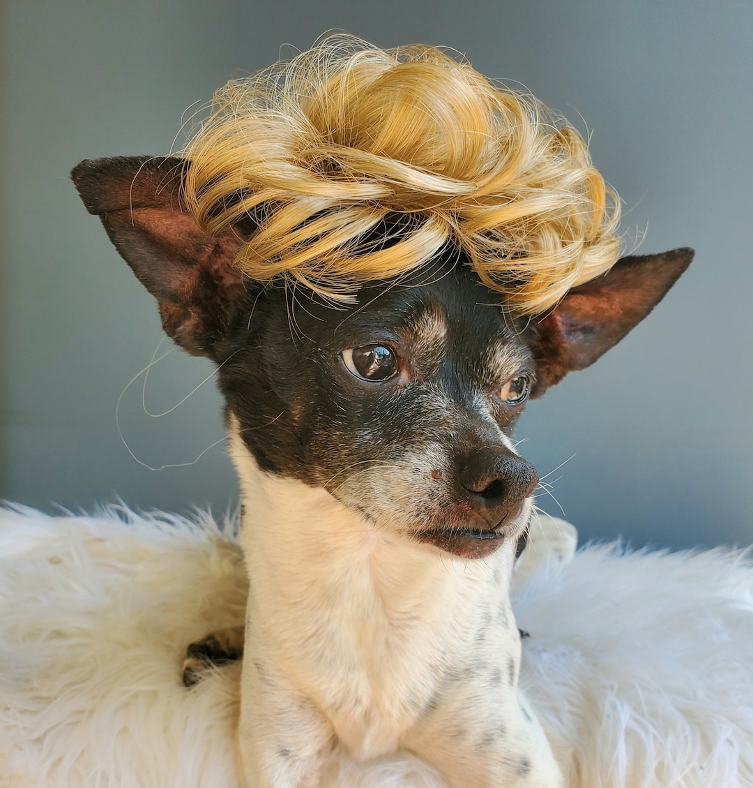 Pet Wig for Dog or Cat / Halloween Dog Wig /costume Dog Wig /pet ...