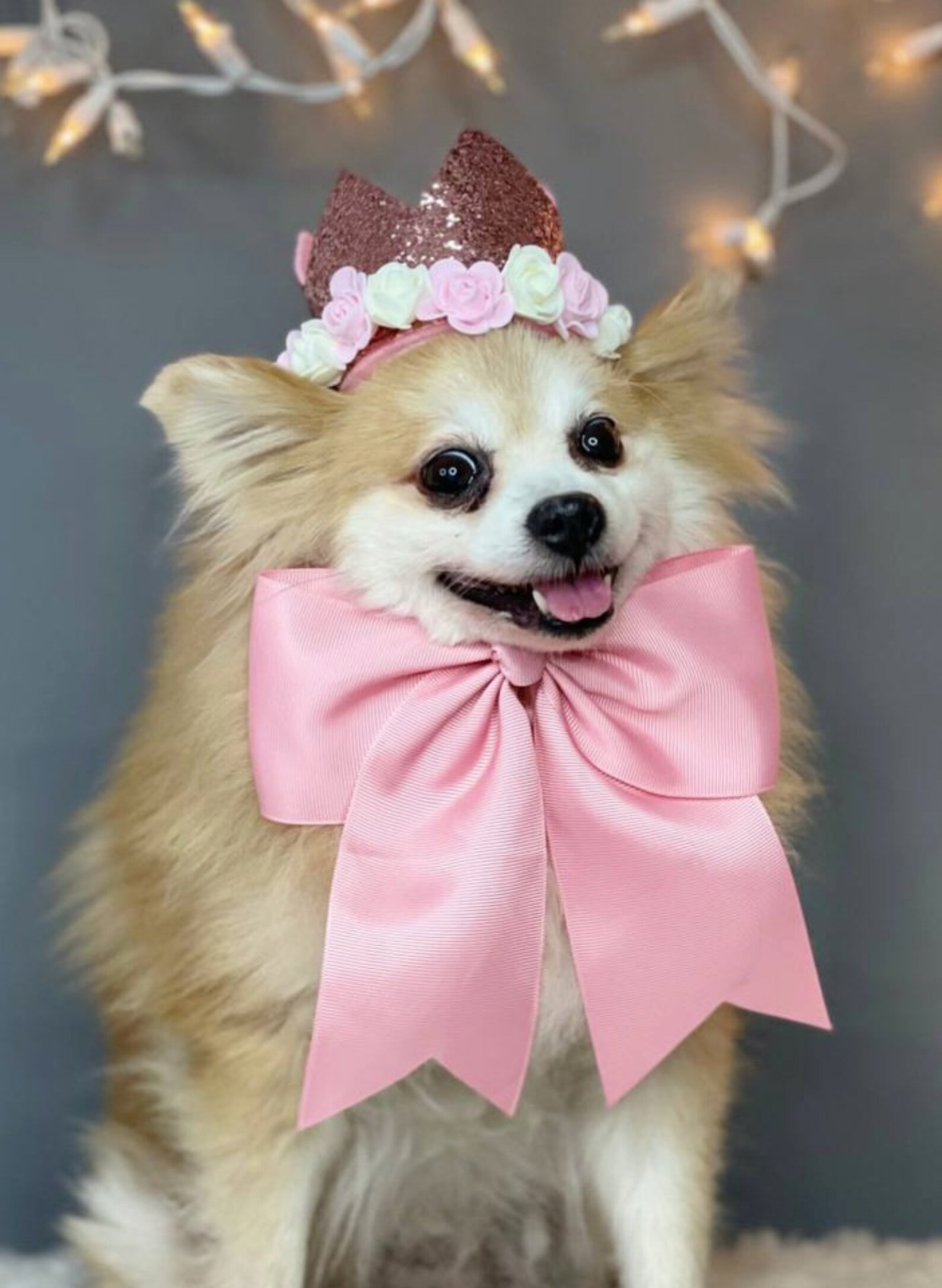 Happy Birthday Set Listing Crown and Bow Tie for Dog or Cat /happy ...