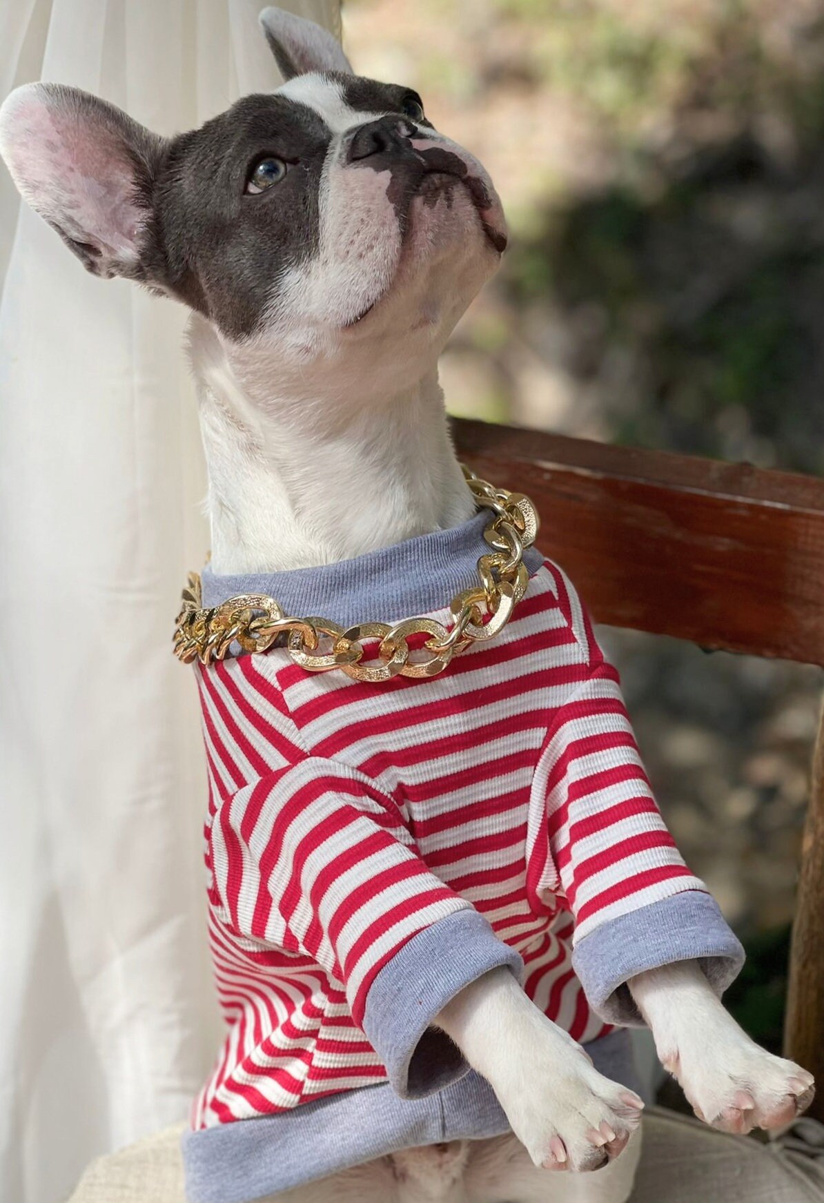 Gold Color Aluminum Pet Chain - Frenchie Jewelry Collar - Etsy
