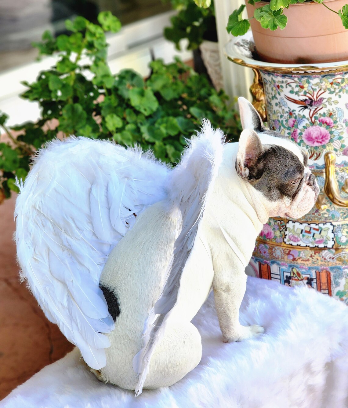 Halloween Angel Wings for Dogs White Color /dog Costume - Etsy