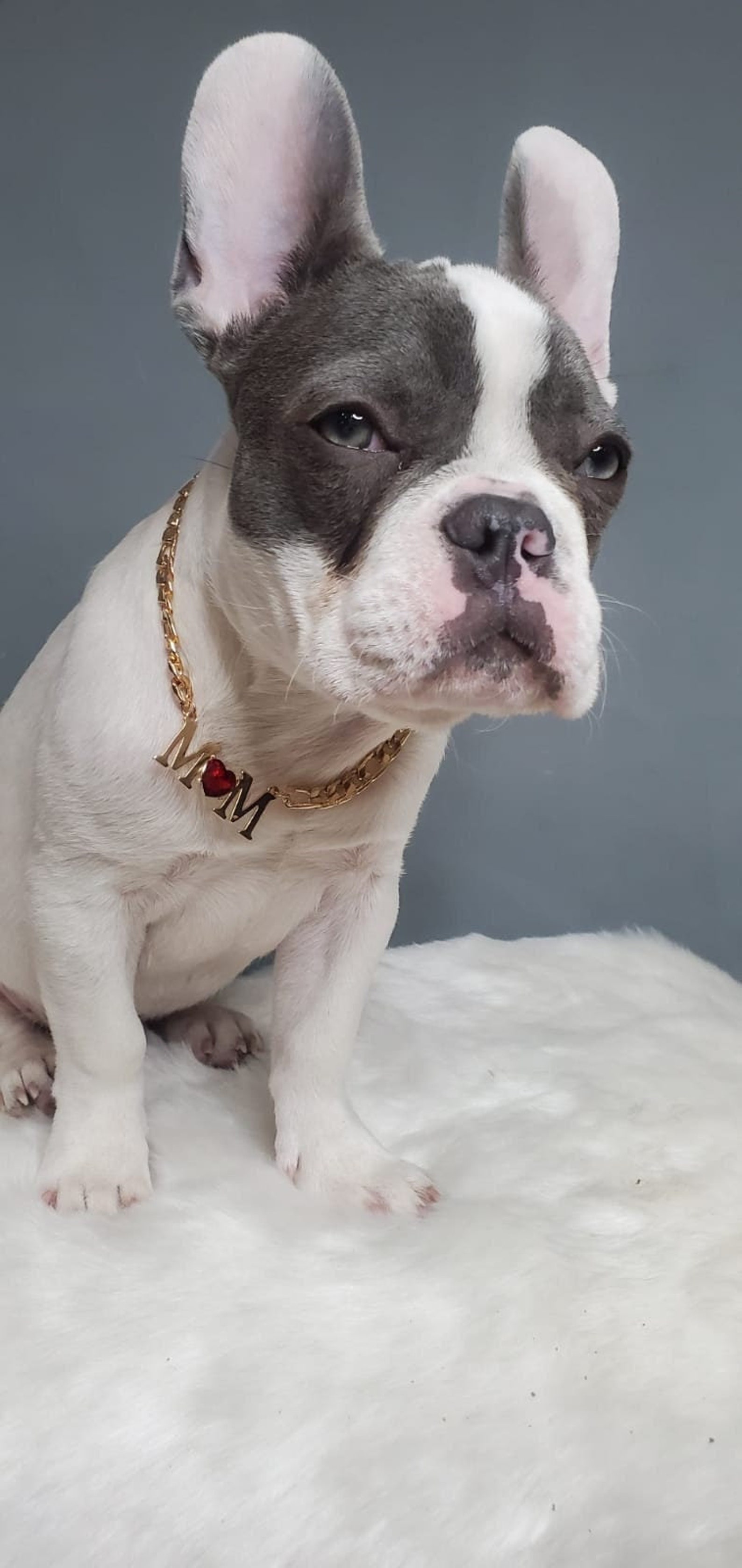 Gold Color Pet Neck Chain, Jewelry Collar for Frenchie - Etsy