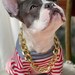 Gold Color Aluminum Pet Chain - Frenchie Jewelry Collar - Etsy