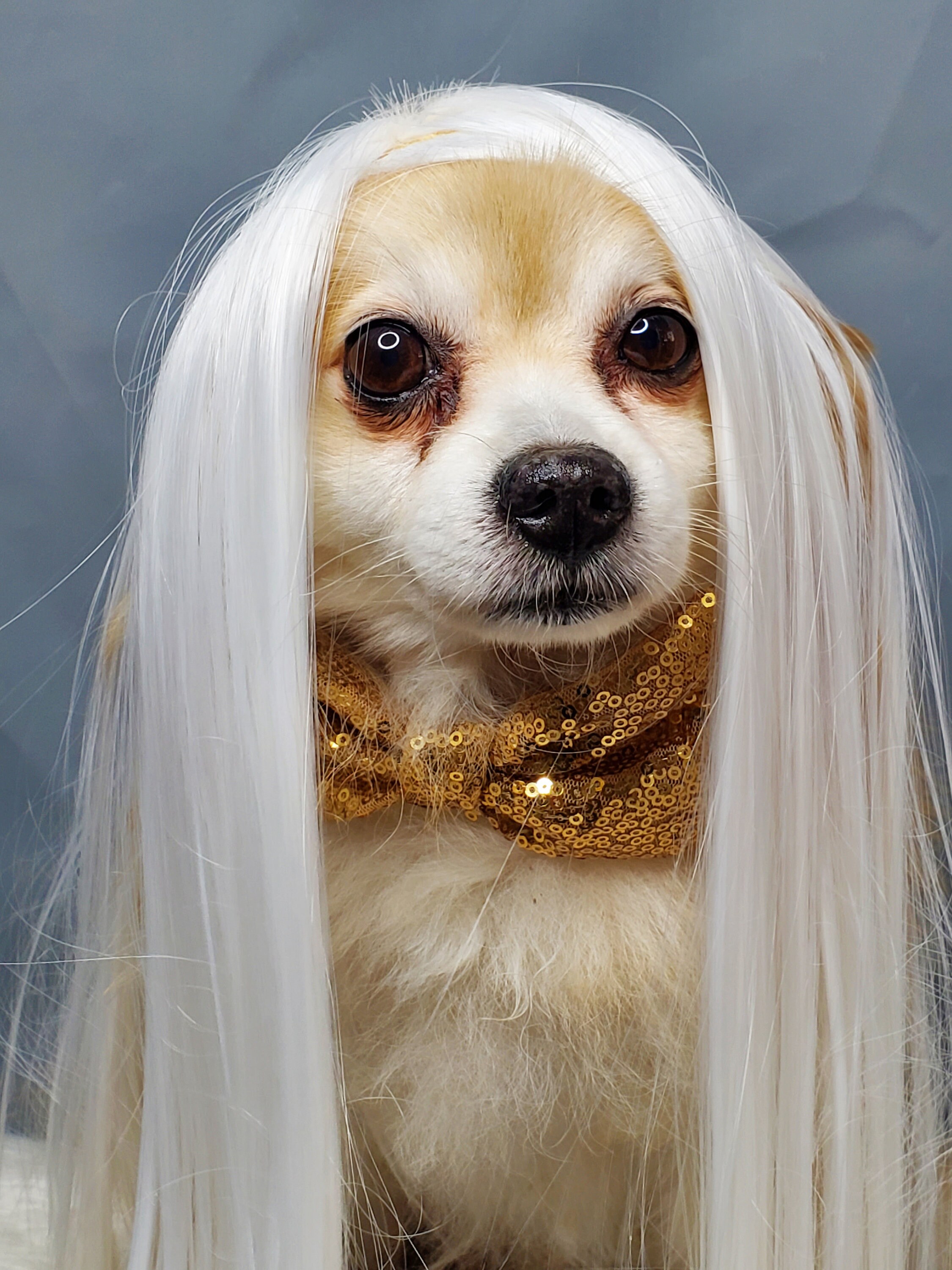 Super Blond Color Pet Wig for Dog or Cat Small - Etsy