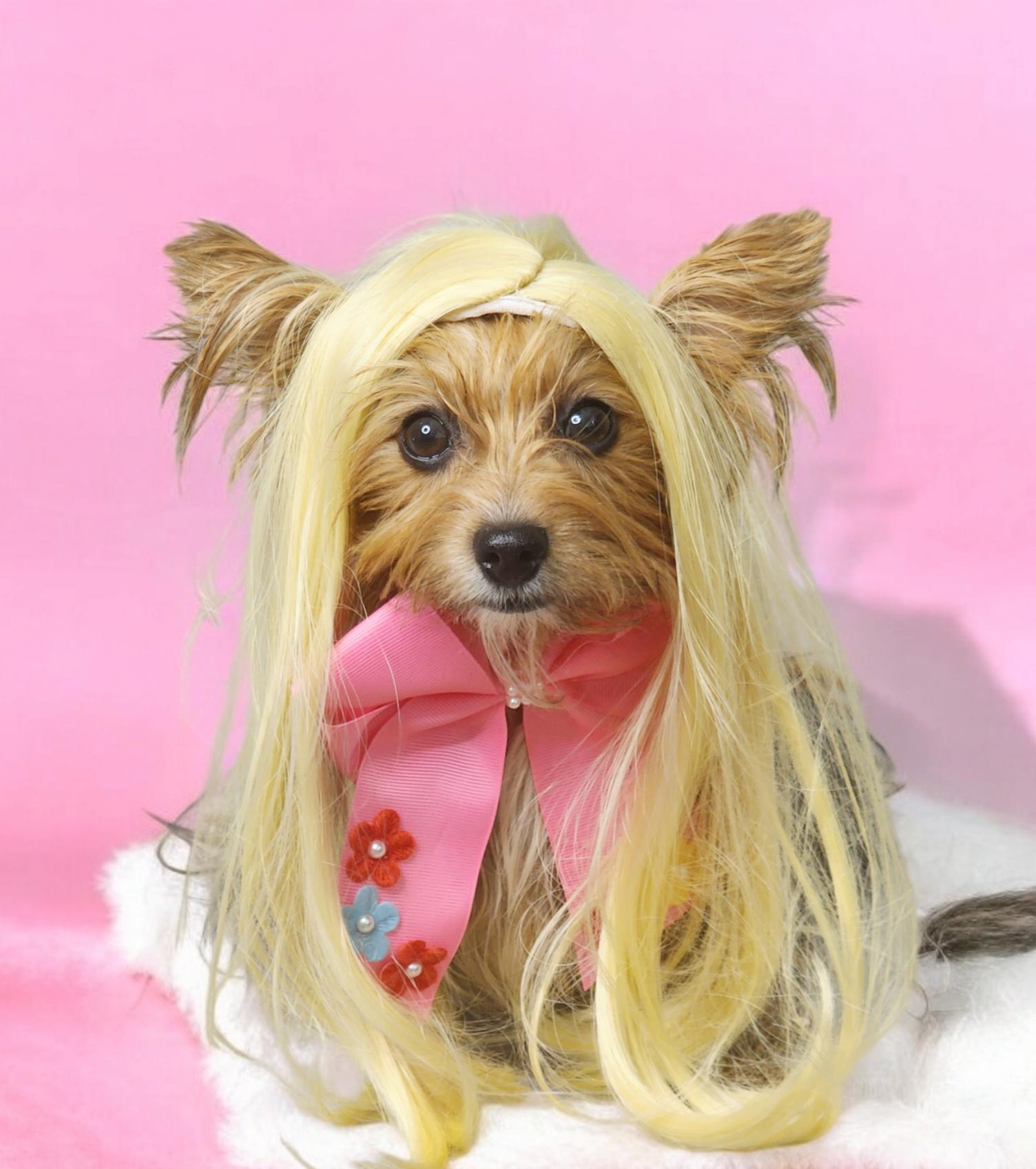Cute Pet Wig, Halloween Costume for Dog or Cat - Etsy