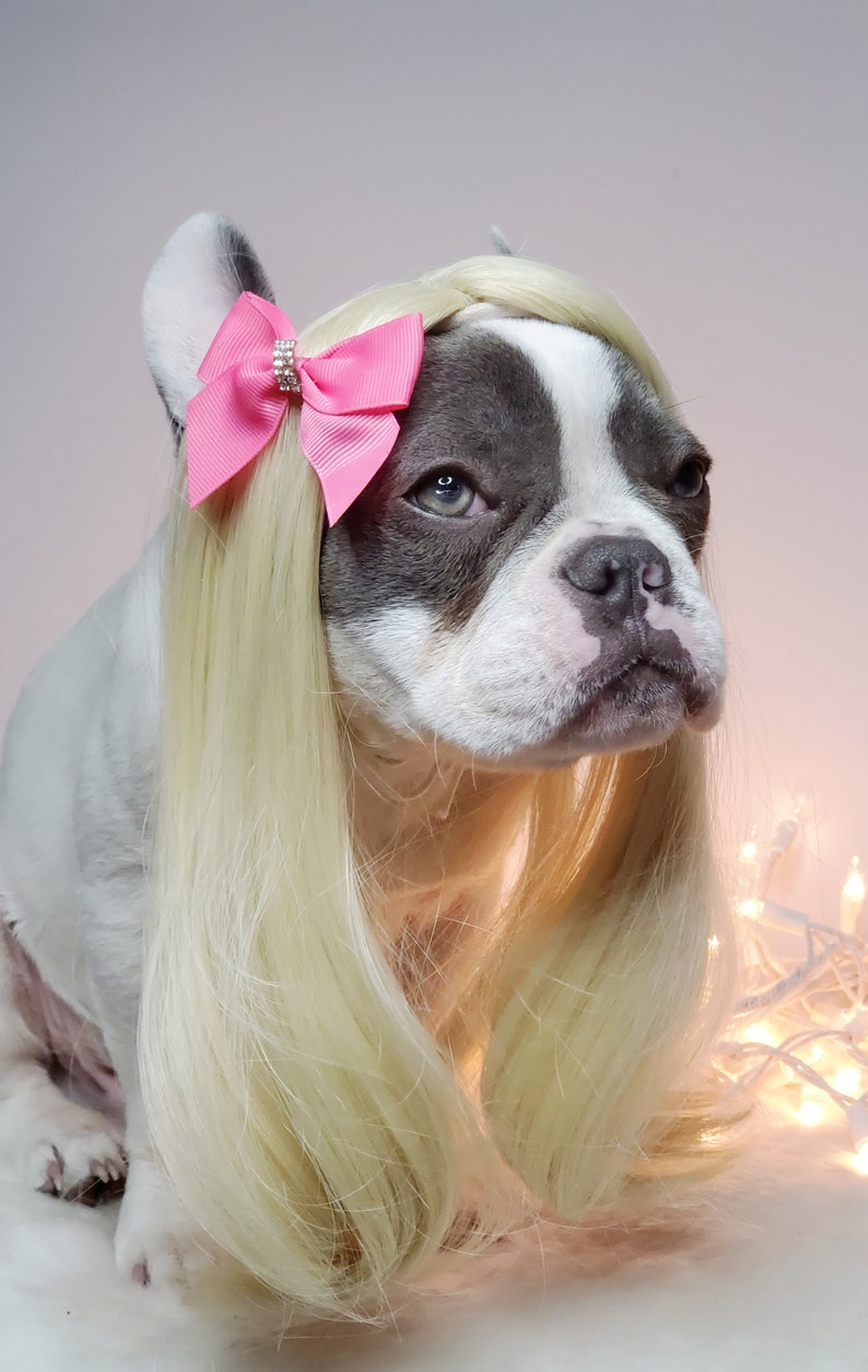 Cute Pet Wig /wig for Dog or Cat / Halloween Dog Wig / Costume - Etsy