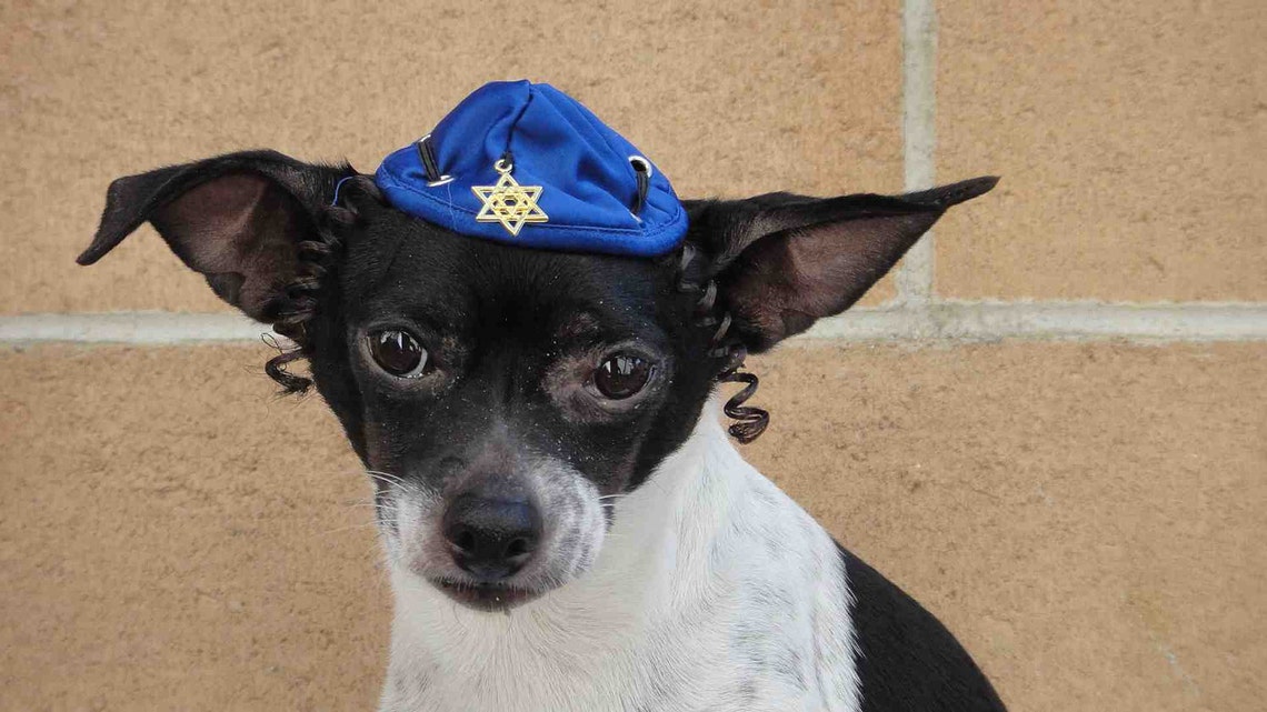 Hanukkah Dog Kippah Hat With Star, Pet Yarmulke - Etsy