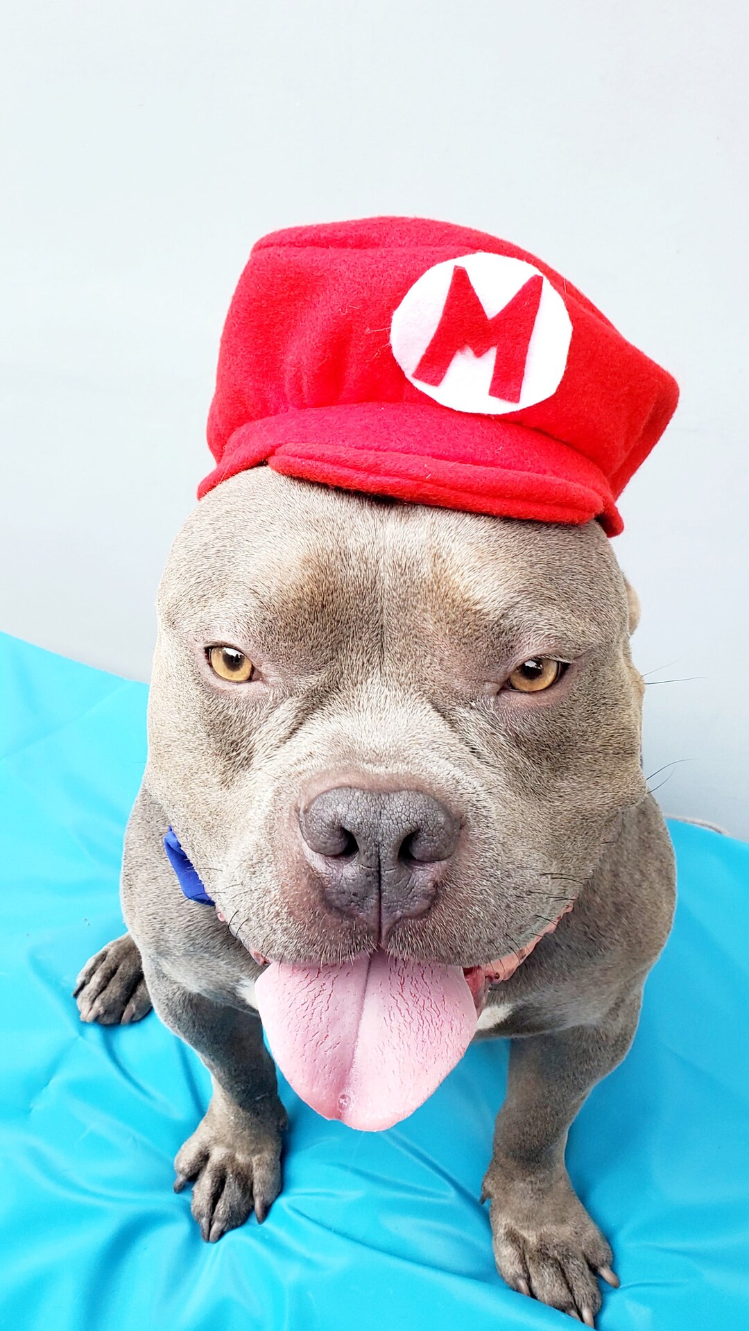 Supper Mario Hat Red Color for Larger Dog /halloween Dog Costume ...