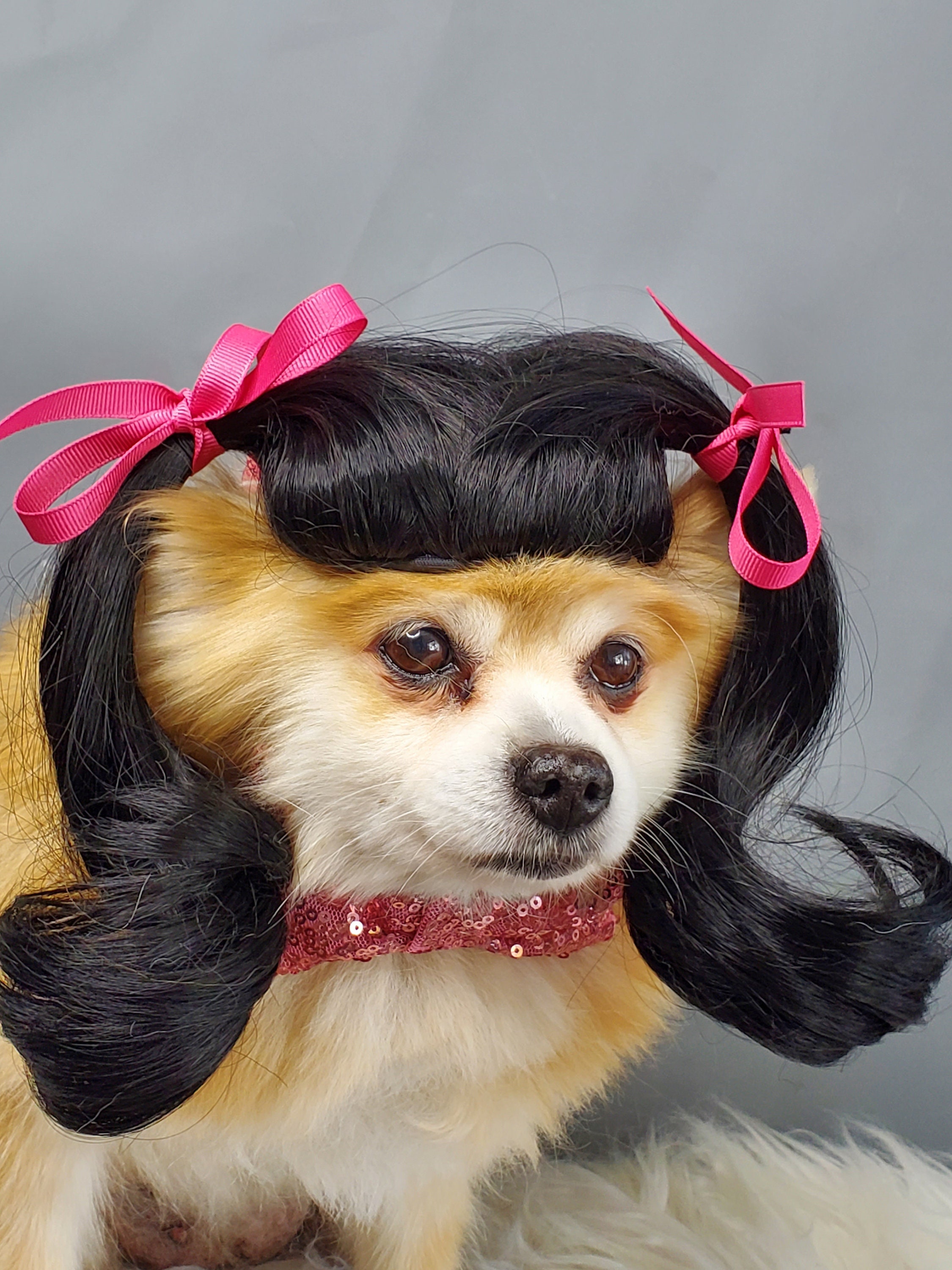 Dogs With Black Wigs